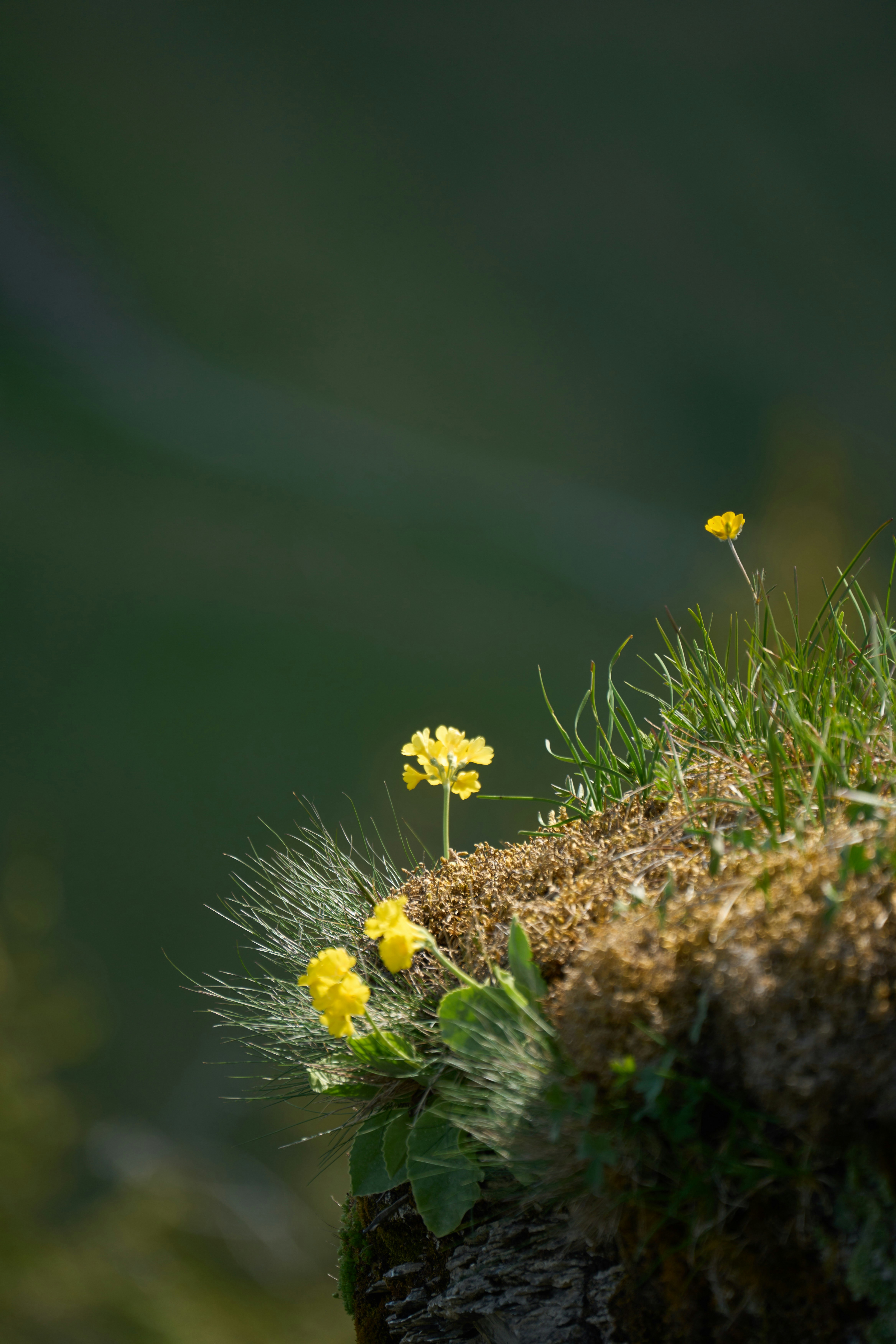 Small yellow flowers growing out of a mossy cliff photo – Free Flower ...