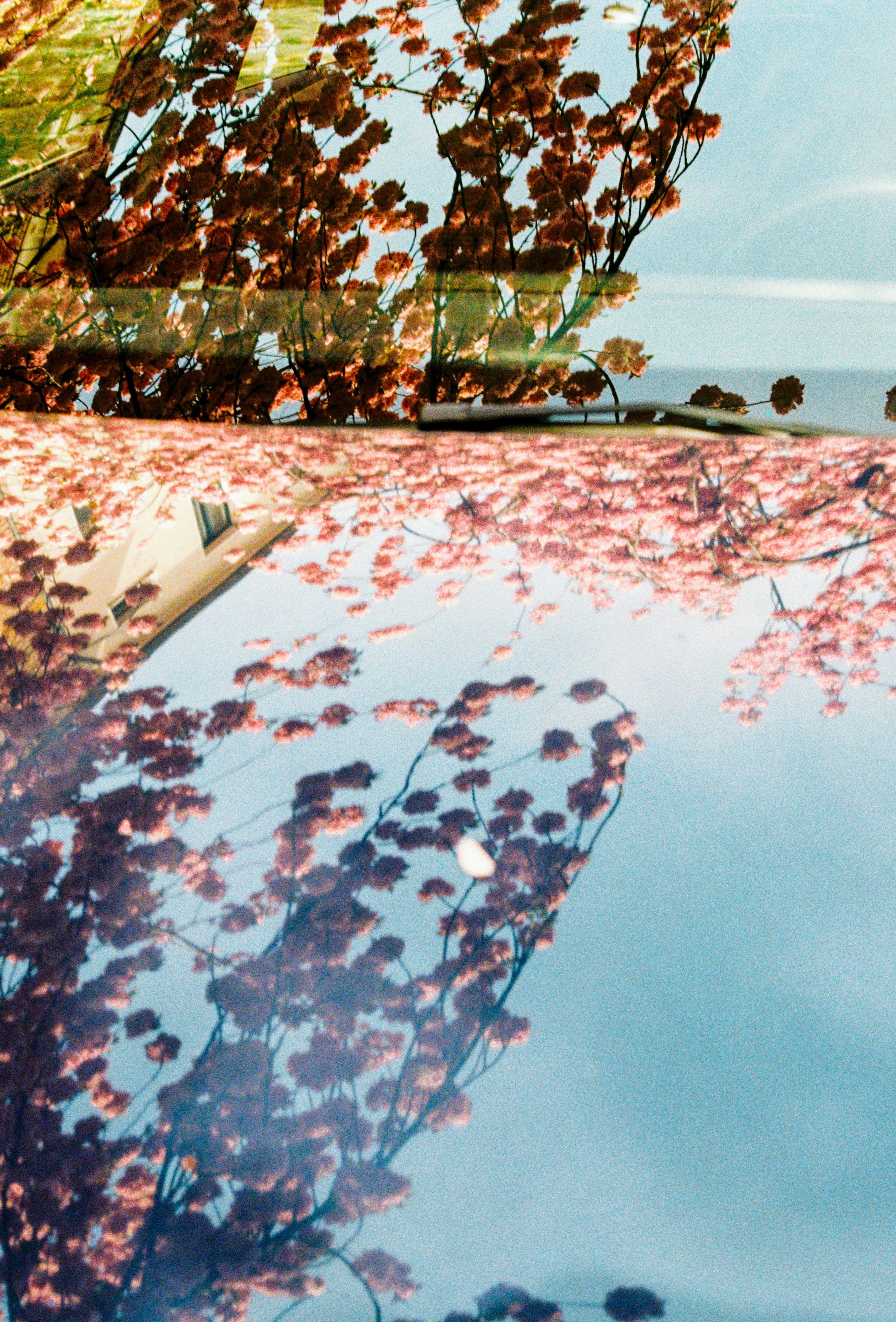 A reflection of a tree in the windshield of a car photo – Free Film ...