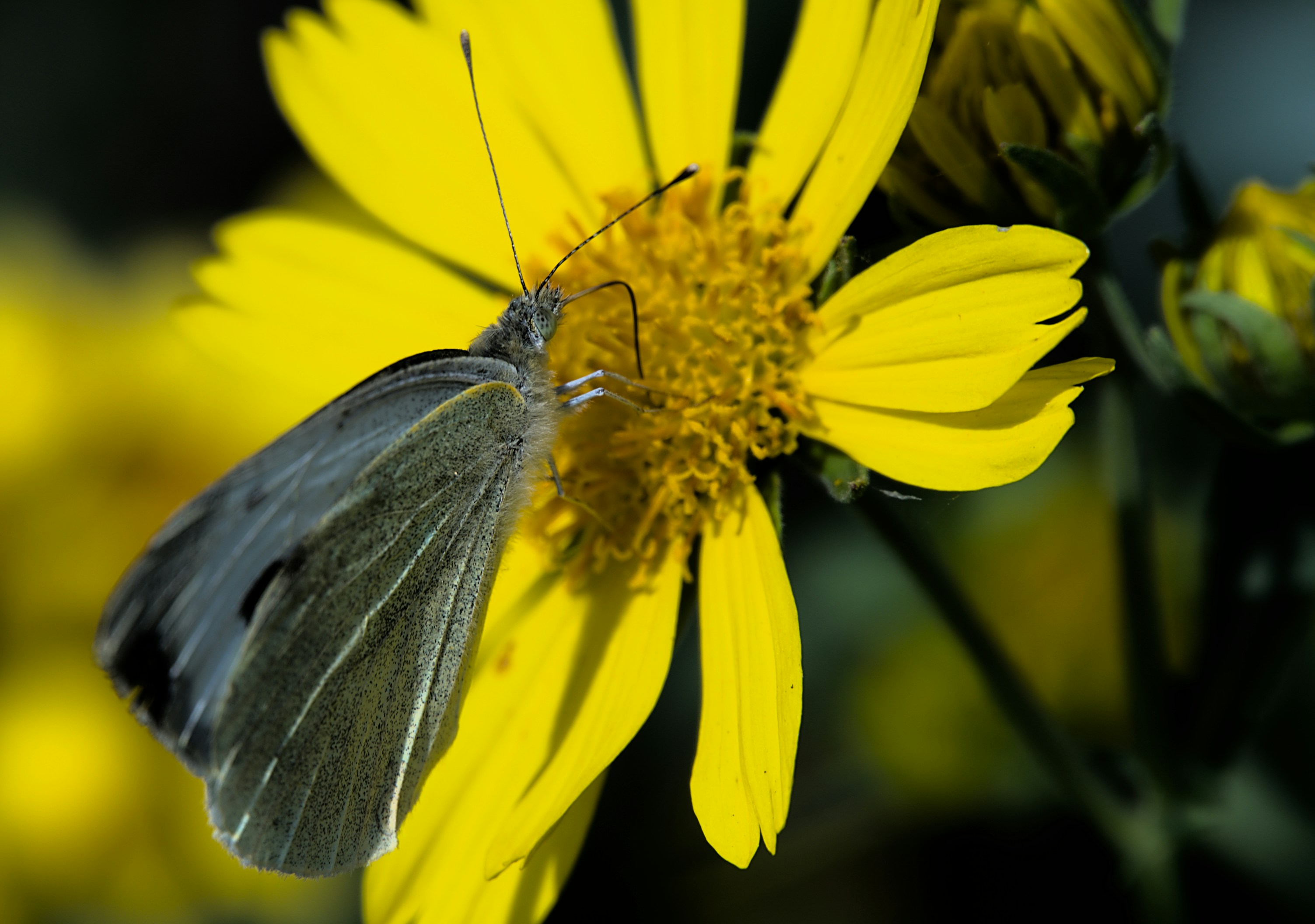 Grey-winged butterfly on a sunlit yellow bloom: a macro moment