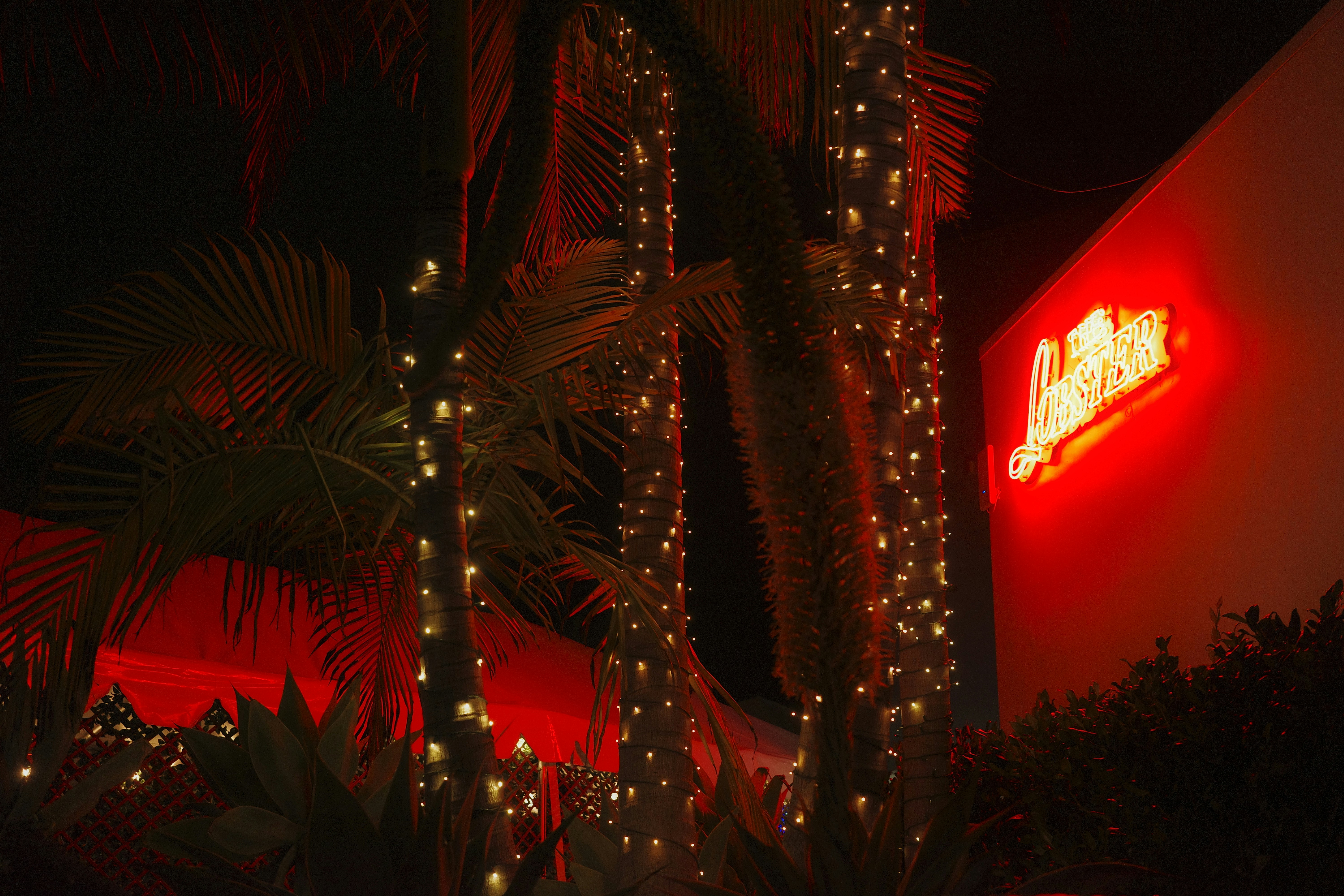 Neon Palm Night: String Lights Wrapping a Tropical Corner