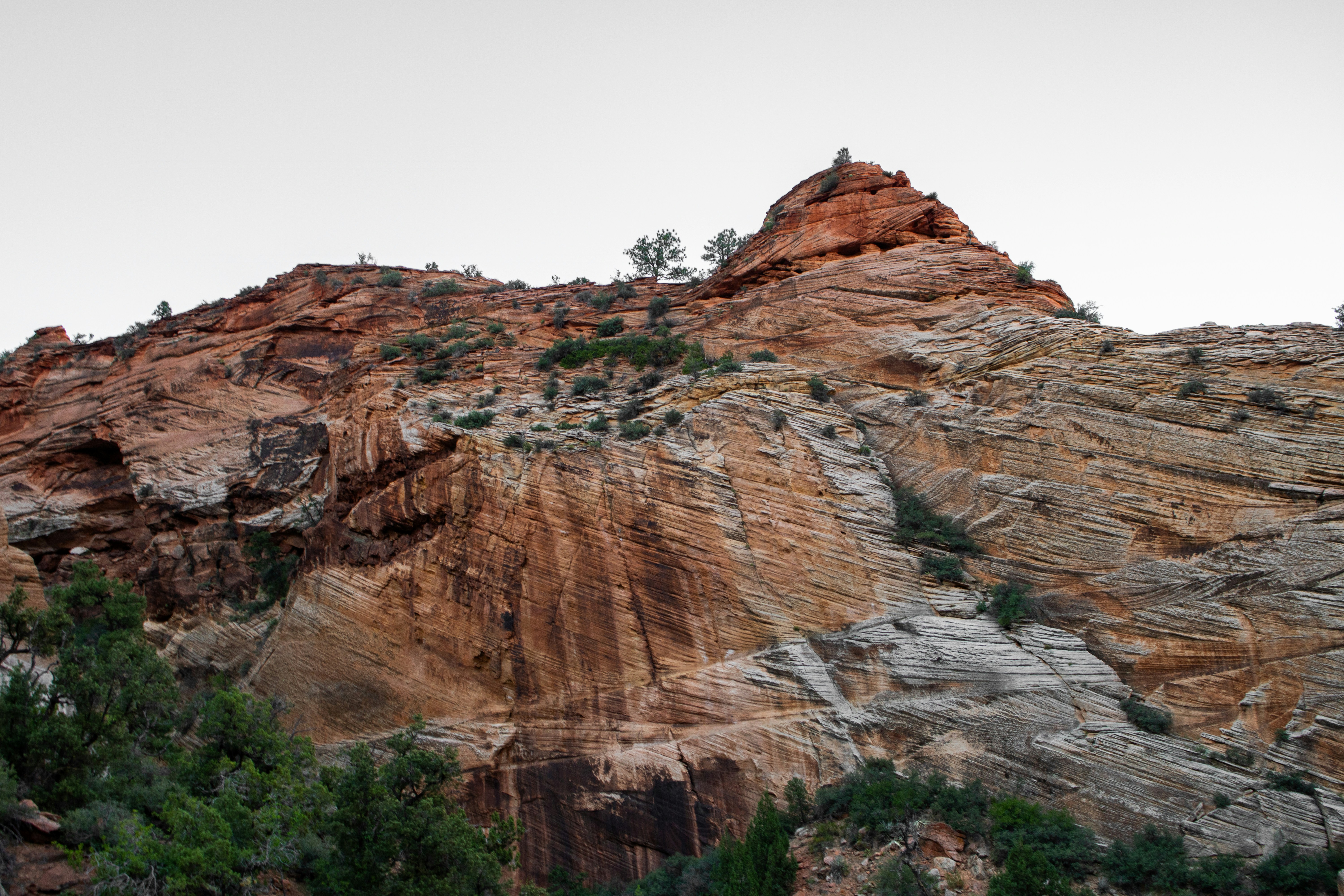 A rocky mountain with trees growing on it photo – Free Zion national ...