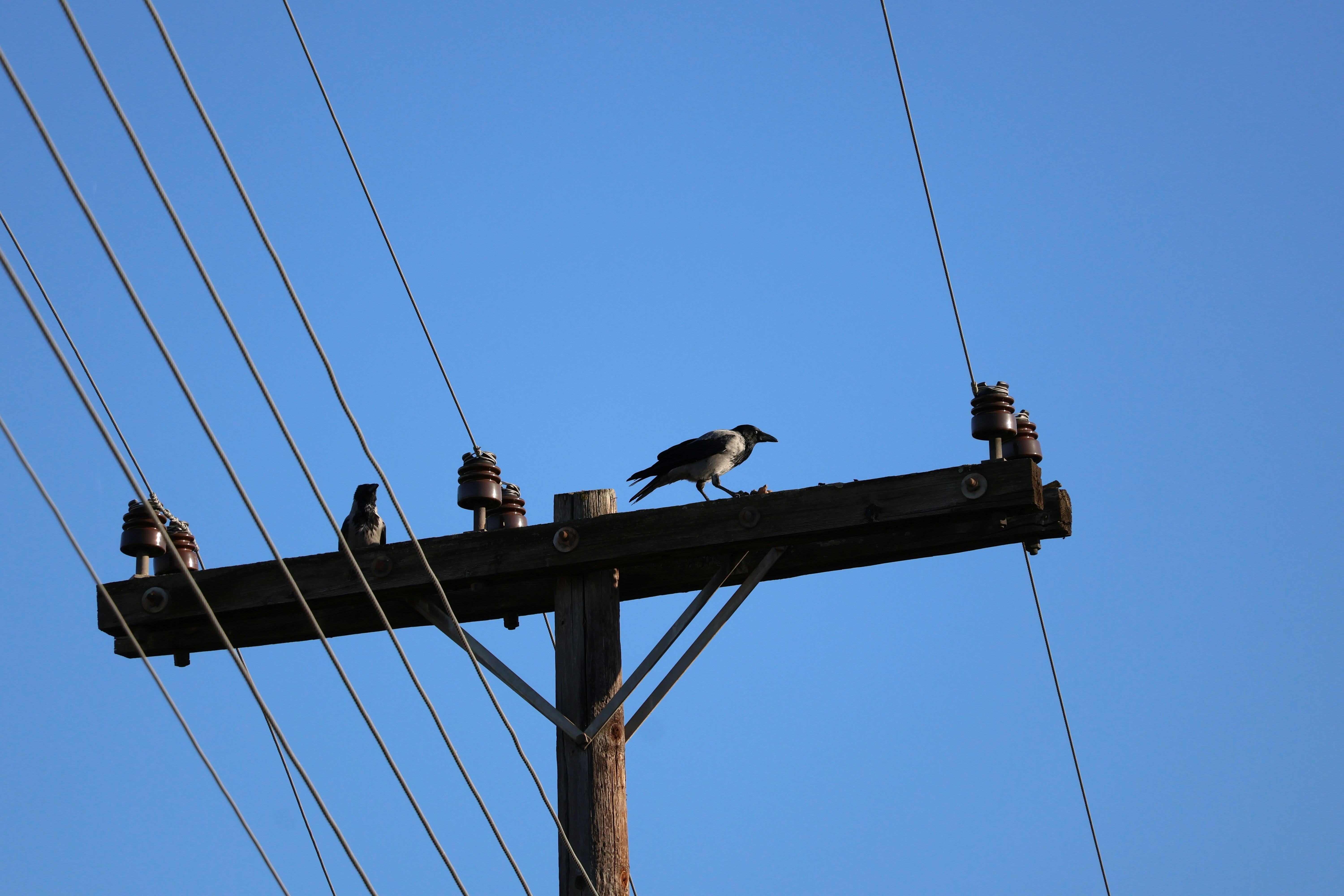 Birds on a Wire: A Quiet Moment Above the Powerline