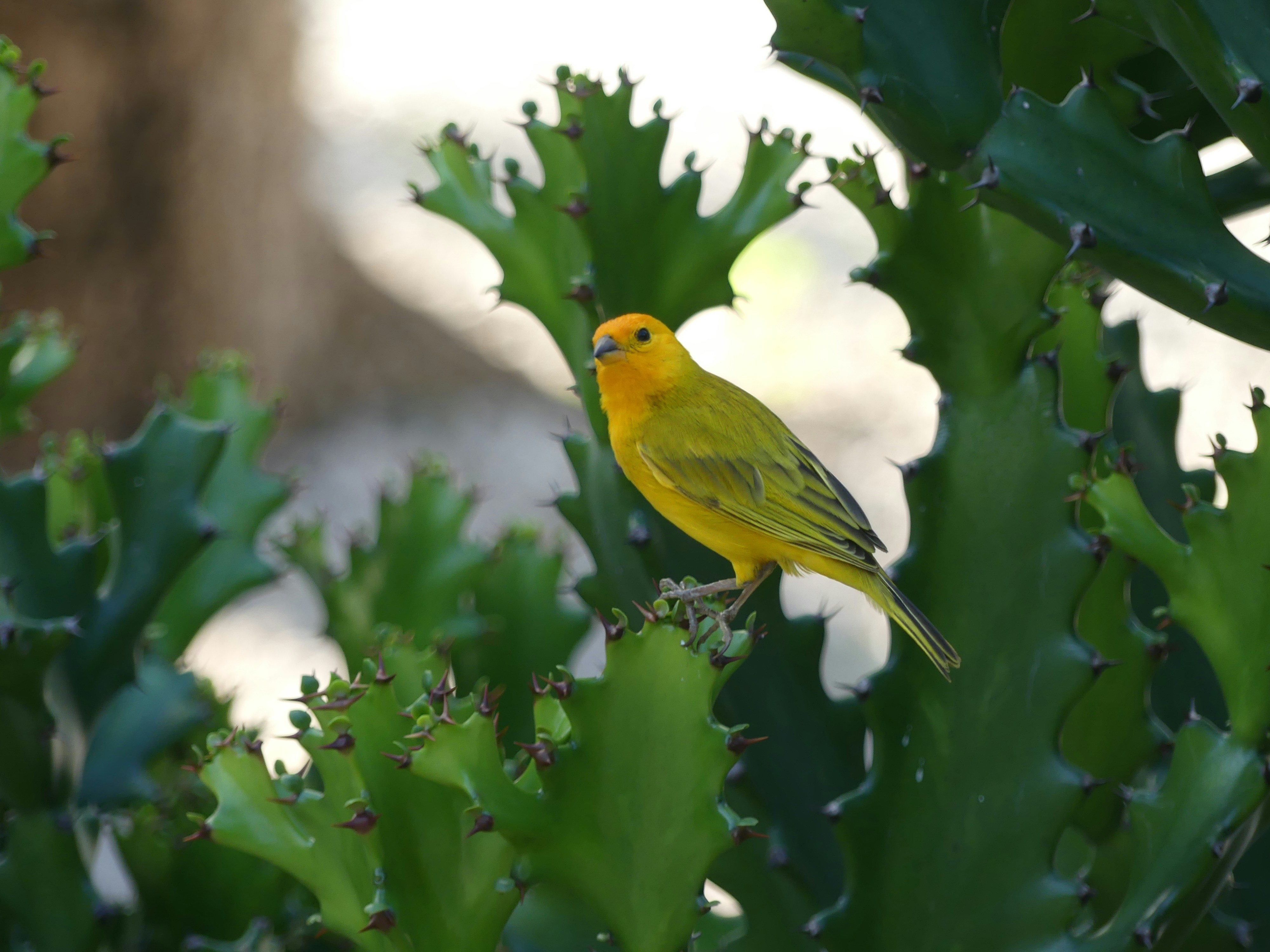 Golden Warbler on Serrated Green Spires