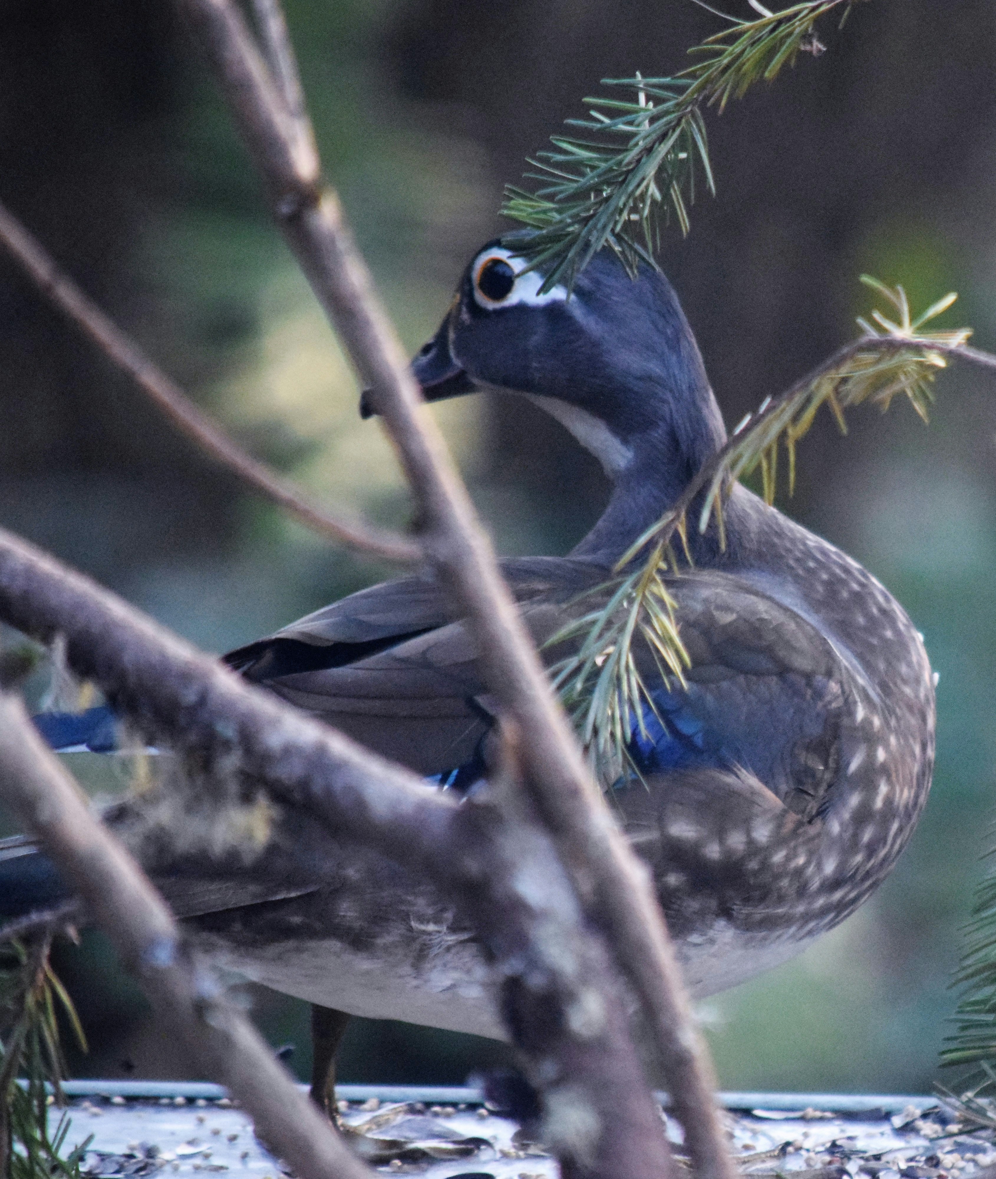 Blue-eyed Waterfowl Peering Through Pine Needles
