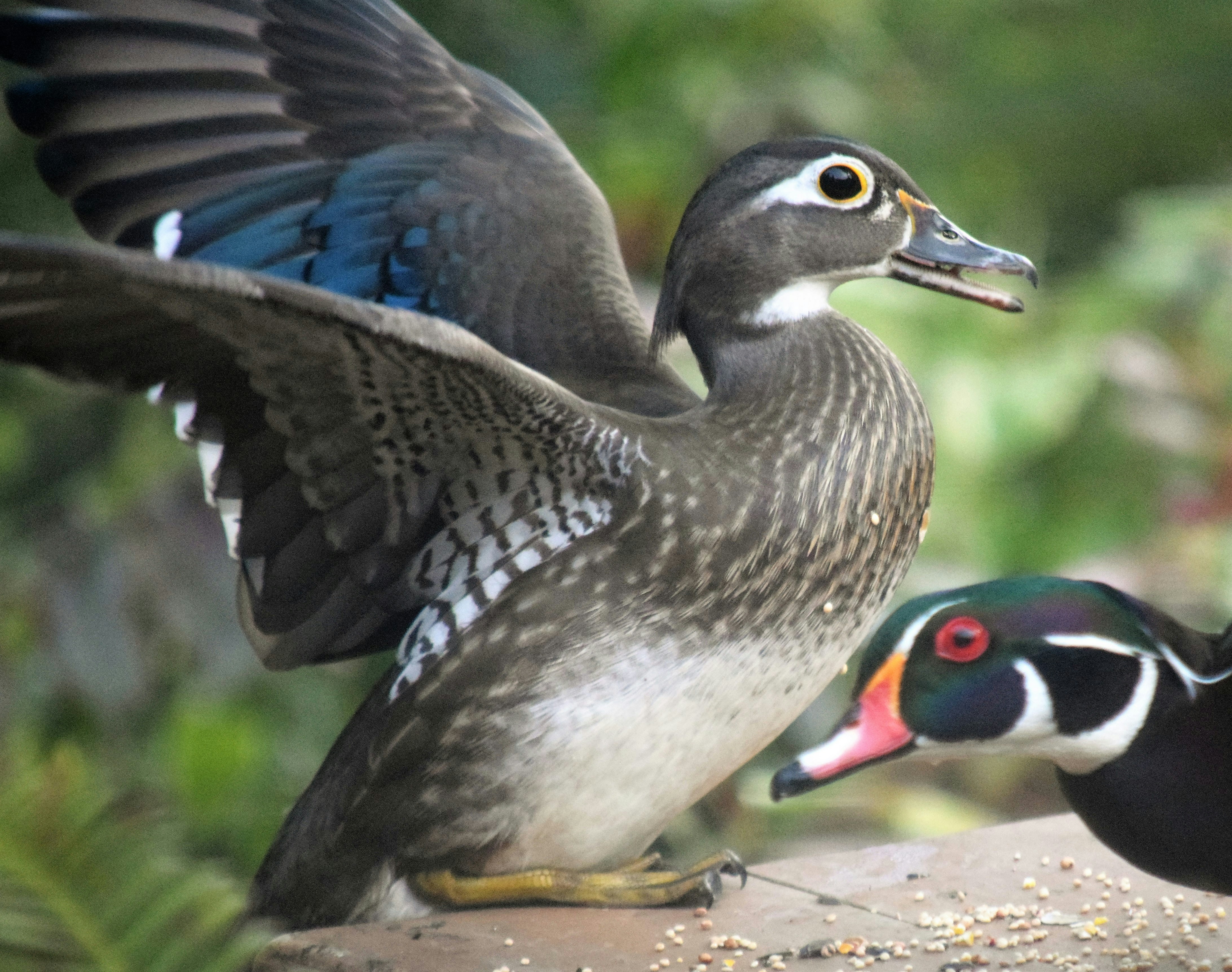 A couple of birds sitting on top of a tree branch