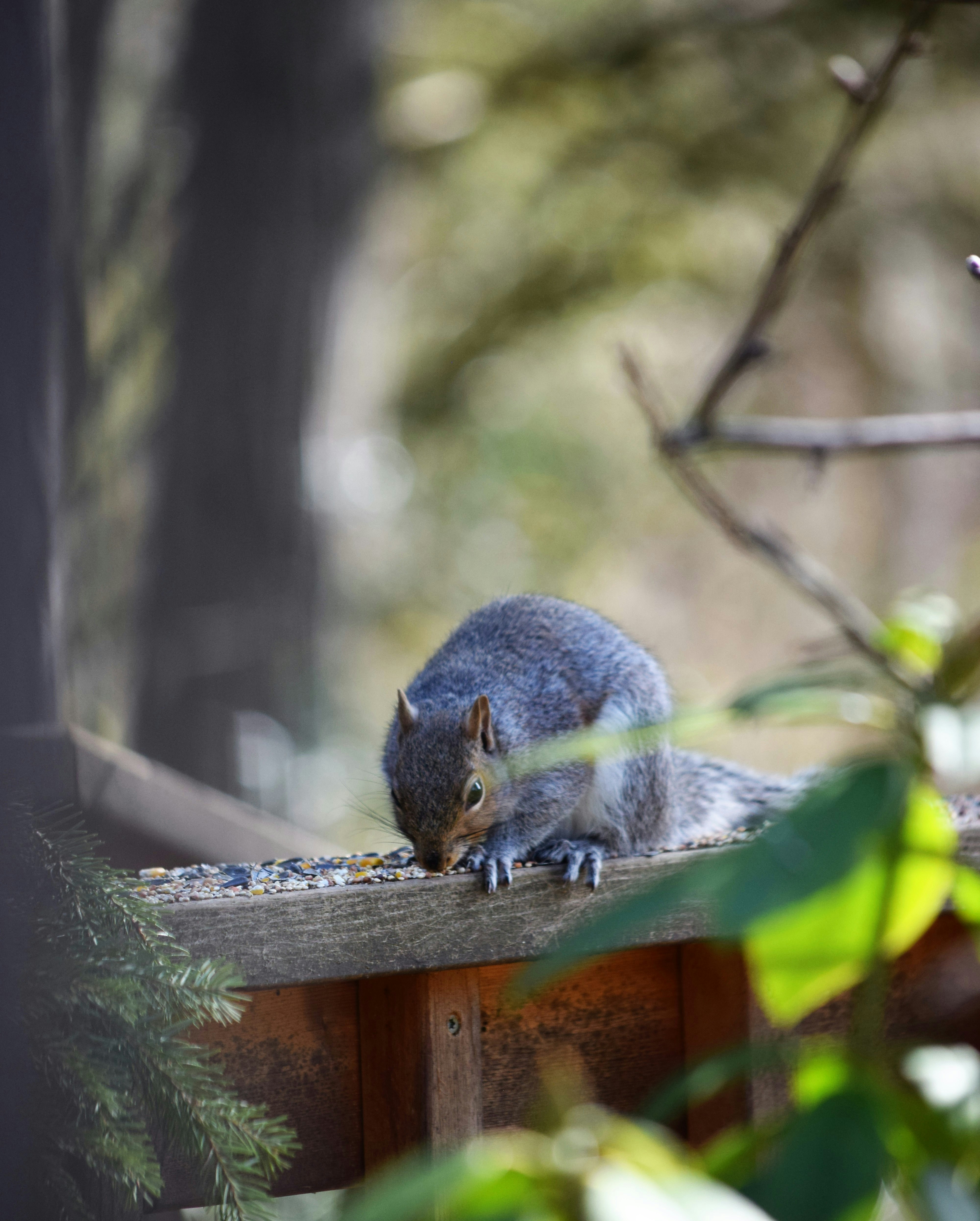 Curious Squirrel on a Wooden Ledge in Dappled Garden Light