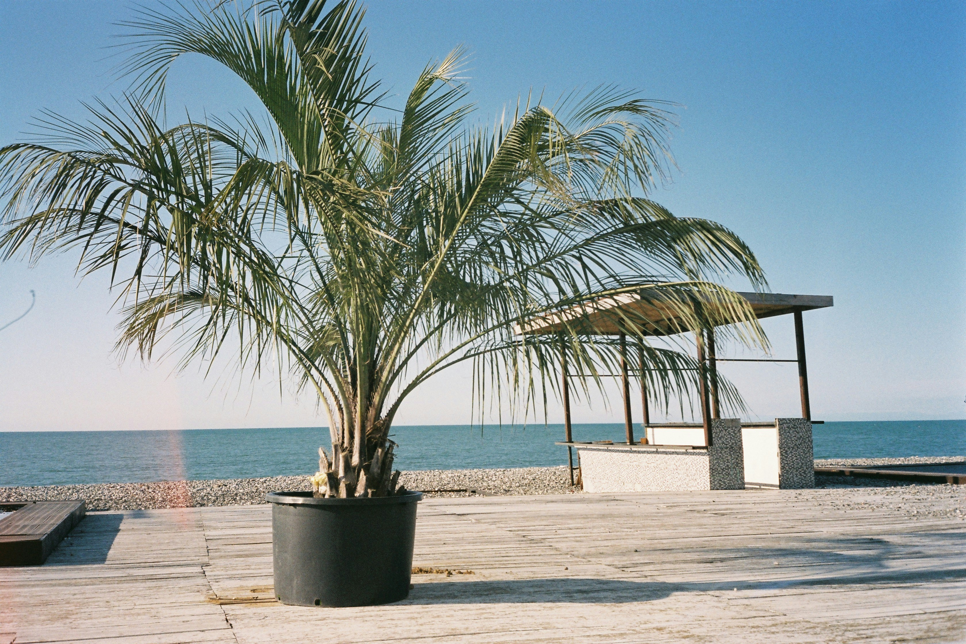 nice place glean palm.film shoot. 🌟 Your Creative Projects Await! 🌟 If you’ve used this photo in your work, I’d love to see it! Please send a link to your project via email at dinabdmsh@gmail.com. Your creativity inspires me, and I’m excited to see how you’ve brought this image to life. If you appreciate my work and would like to support me, feel free to check out my donation link https://paypal.me/dinamazing. Thank you!
