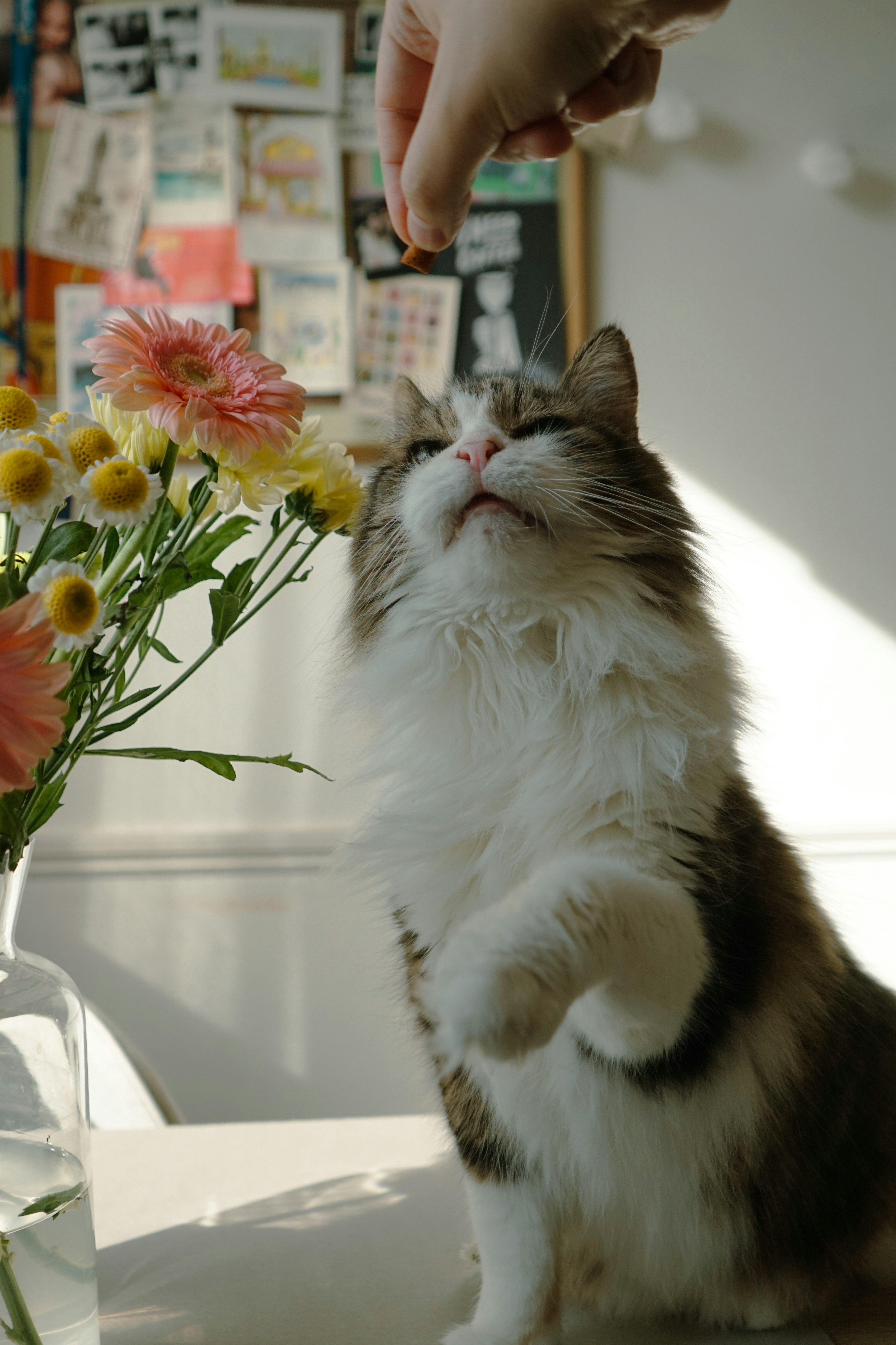 Sunbeam Snack: A Fluffy Cat Reaches for a Handheld Treat Amid Fresh Flowers