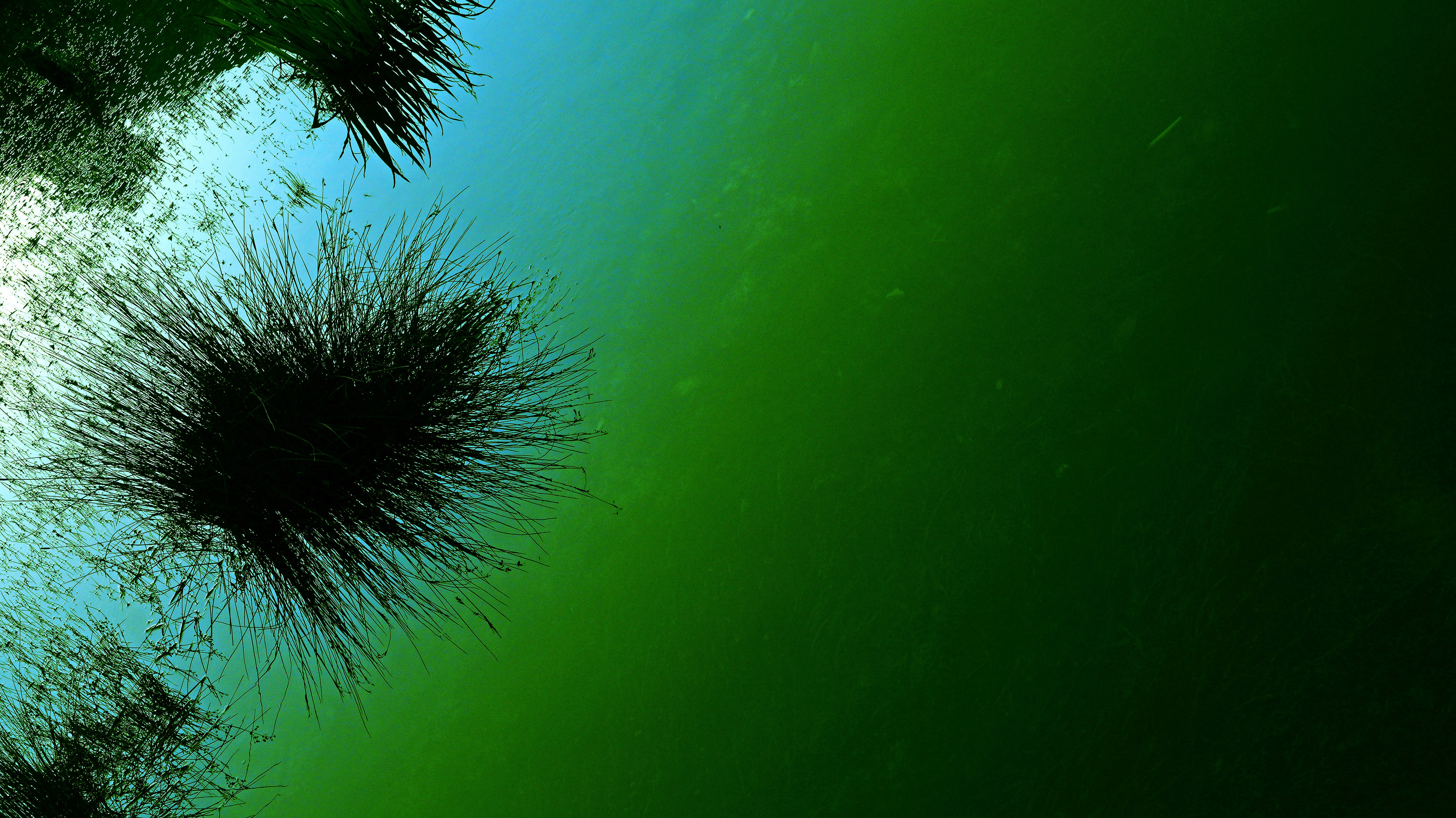 Underwater Sentinel: A Sunlit Conifer Silhouette in Algae Green