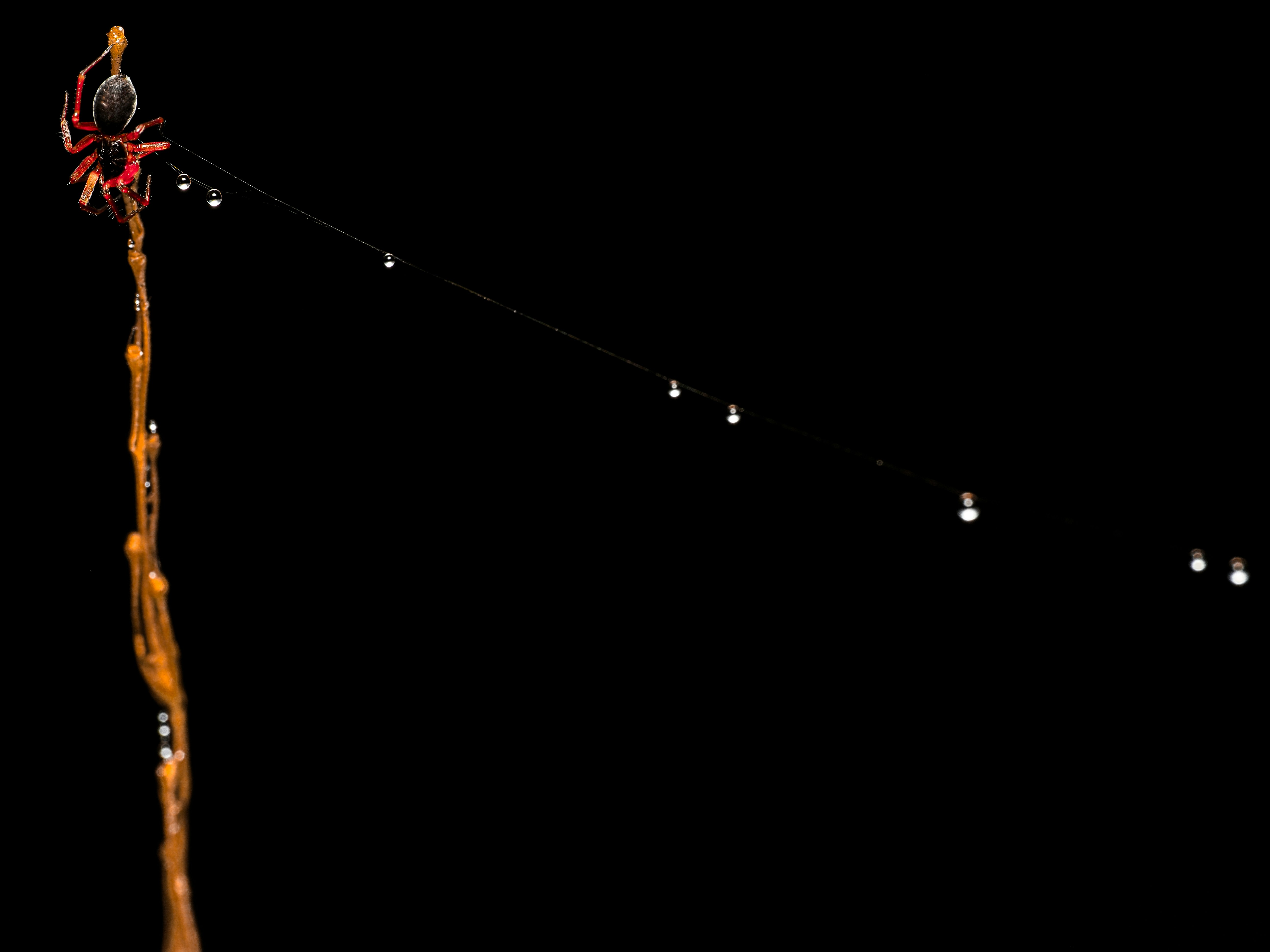 A spider is hanging upside down on a pole photo – Free Suicide Image on ...