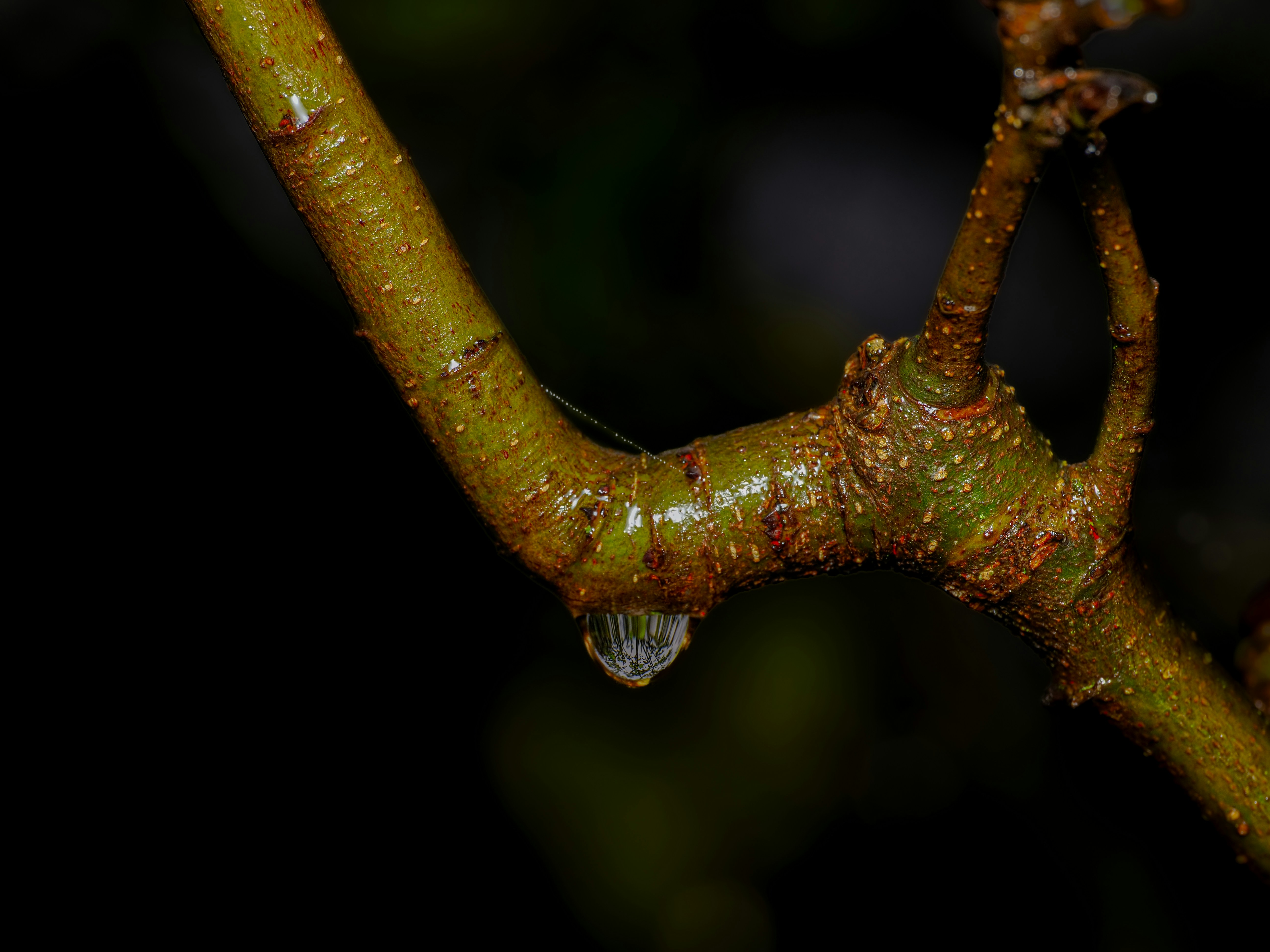 Water Drop on a green branch