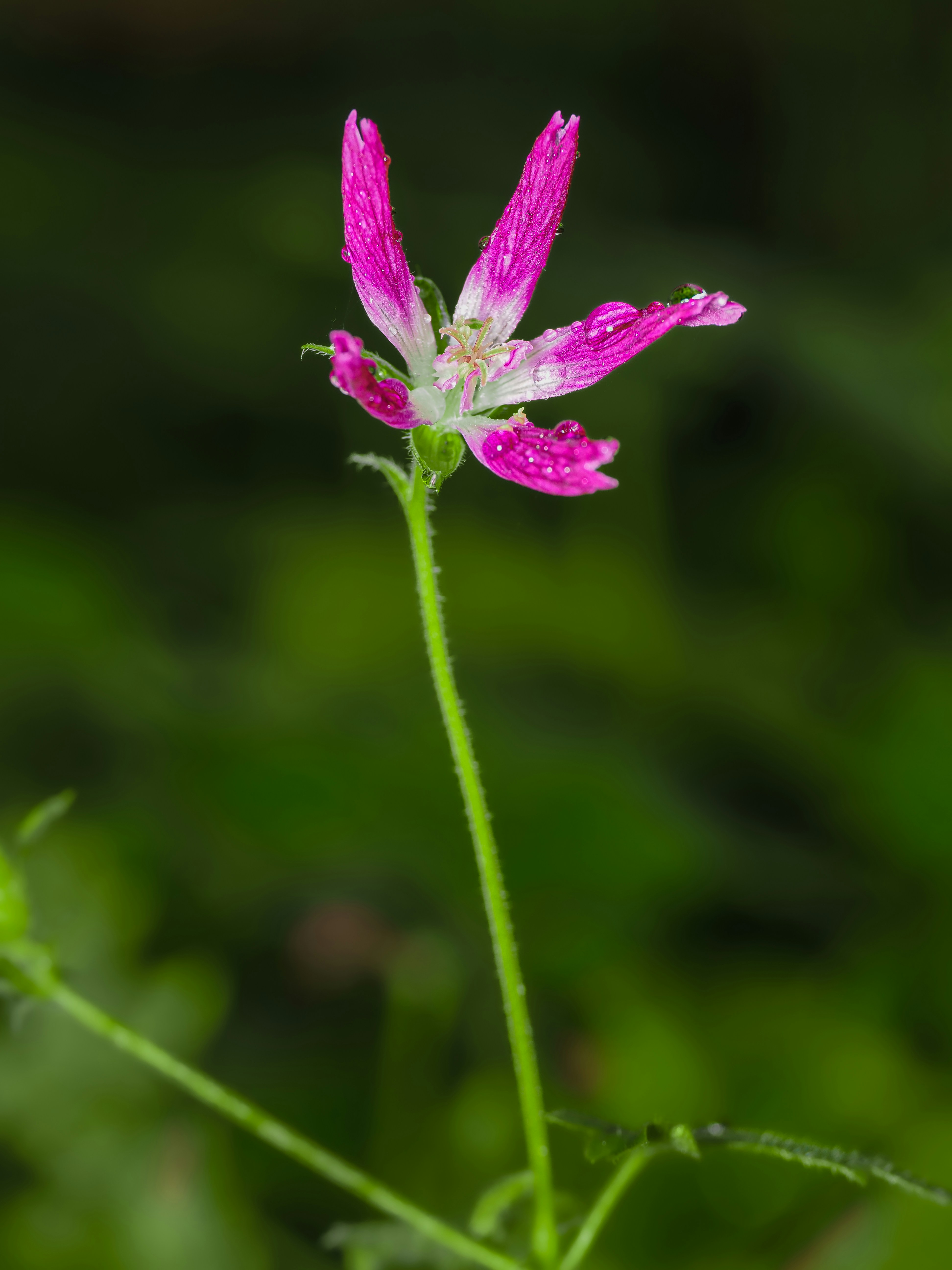 Dew-Pearled Magenta Bloom on a Slender Stem