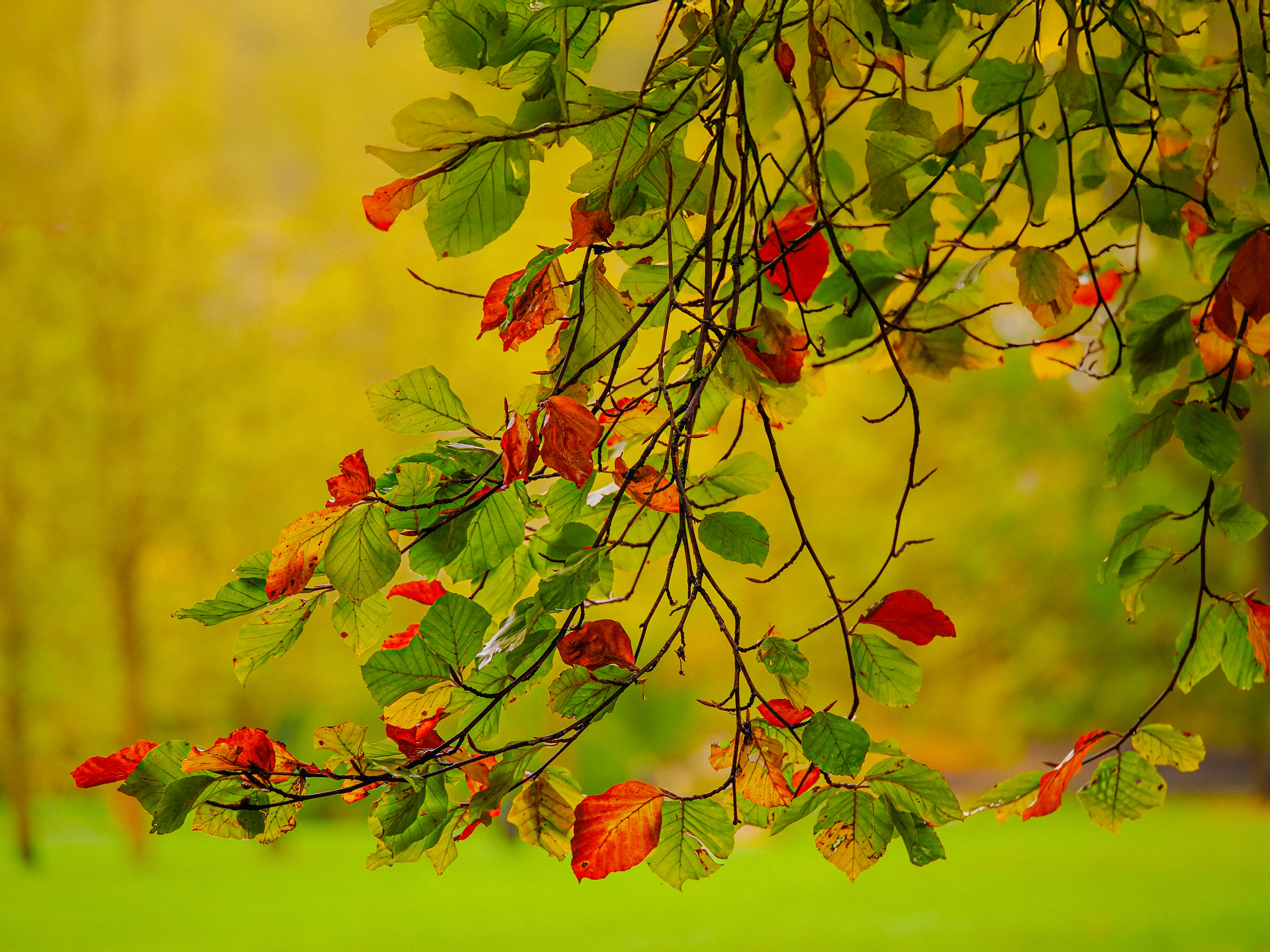 red leaves in autumn