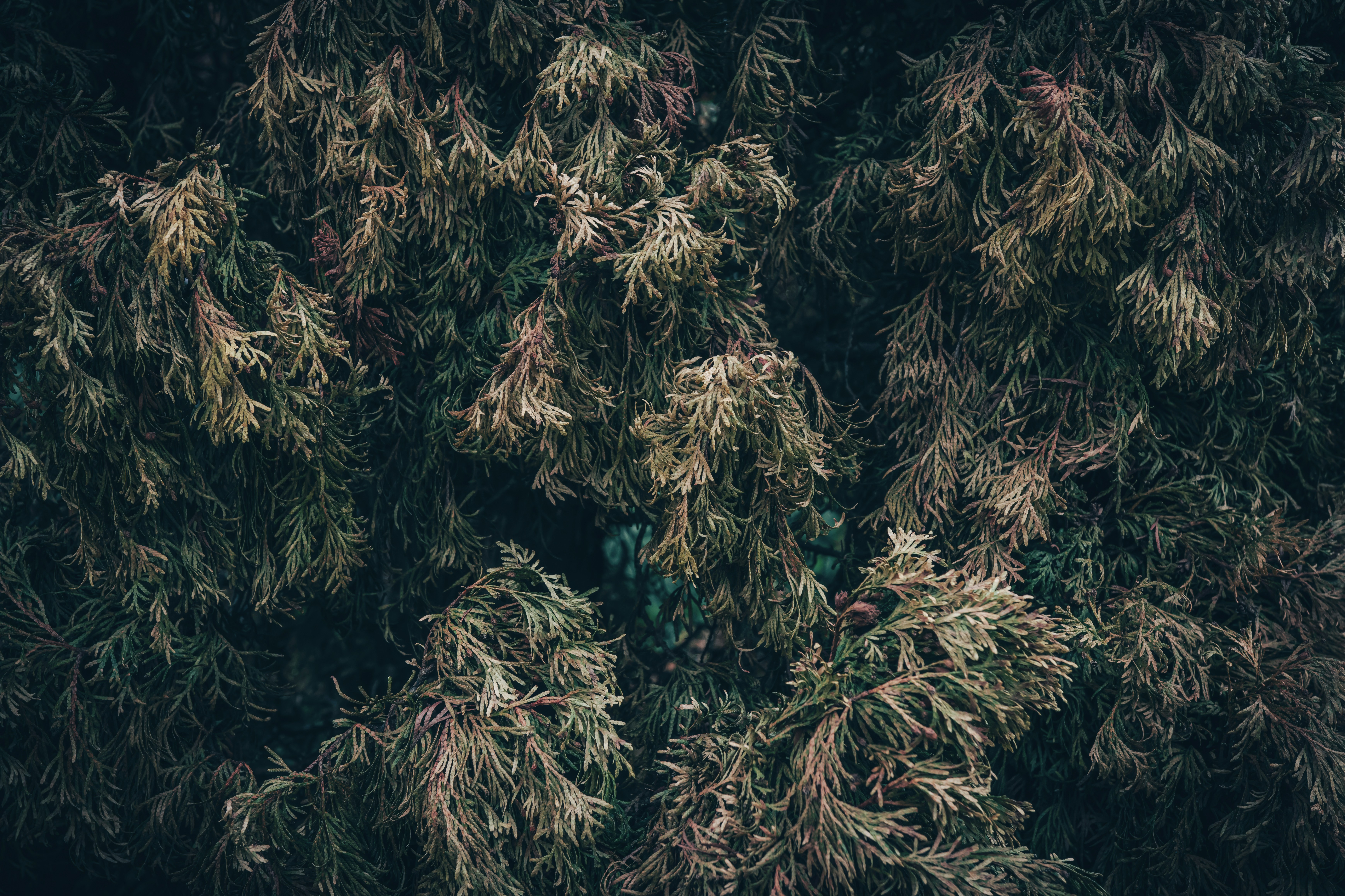 A close up of dry brown White Cedar tree branches