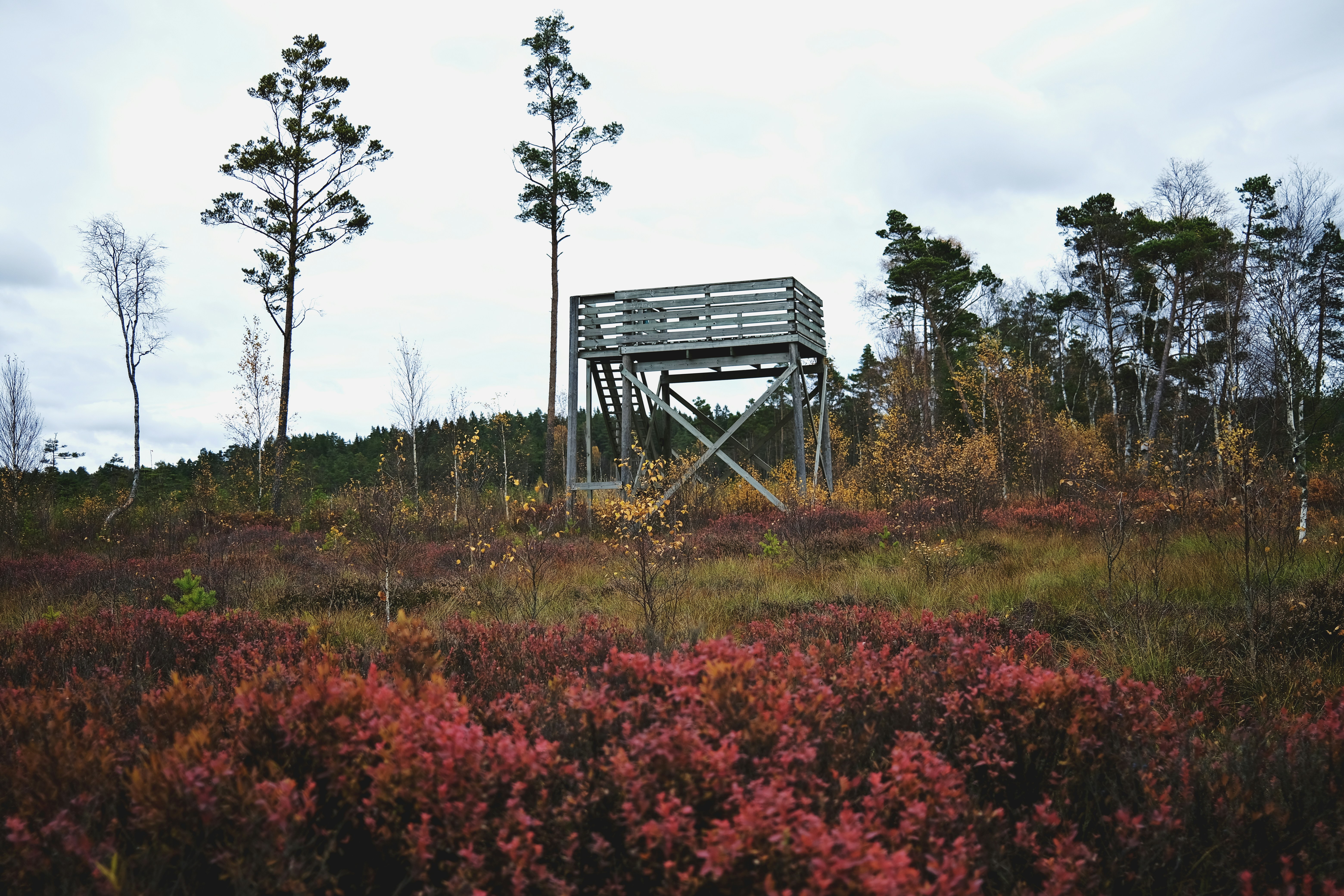 Crimson Moor Lookout: Timber Deck Above Autumn Heath