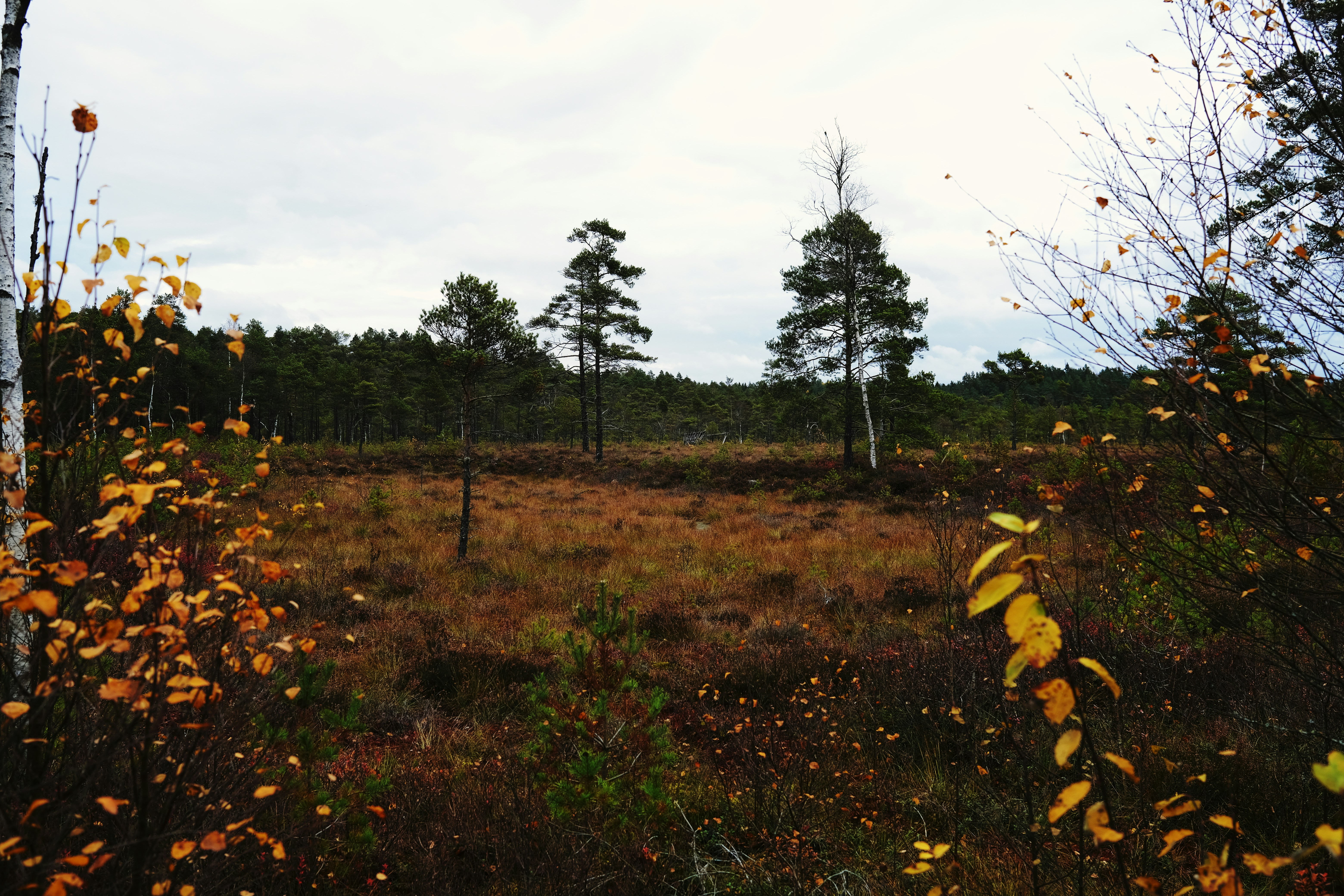 Pines on the Moor: Amber Foreground Framing a Quiet Distant Horizon