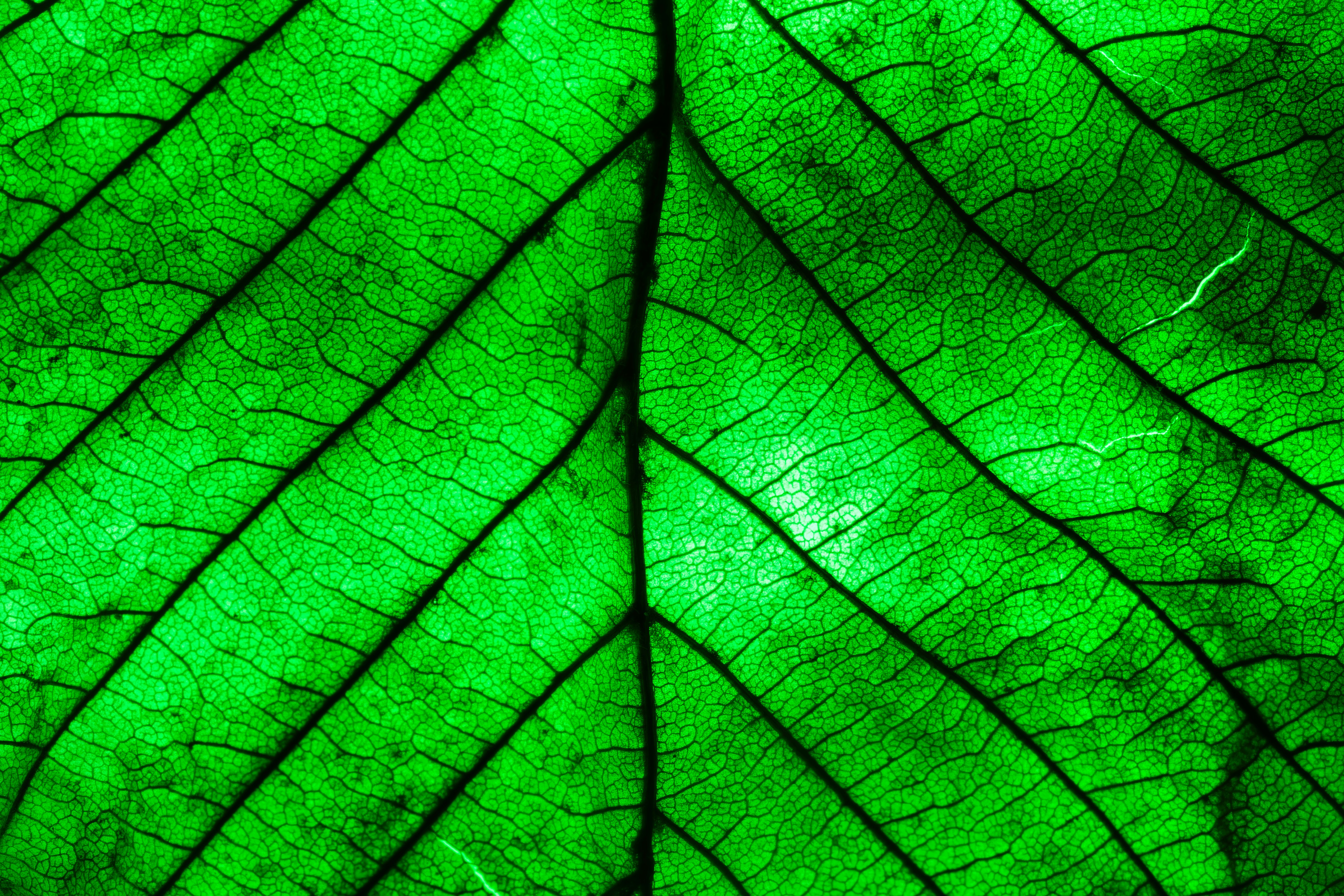Macro photograph of a bright green leaf's intricate venation, highlighting the central vein and network of primary and secondary veins. Texture and translucence reveal fine details.