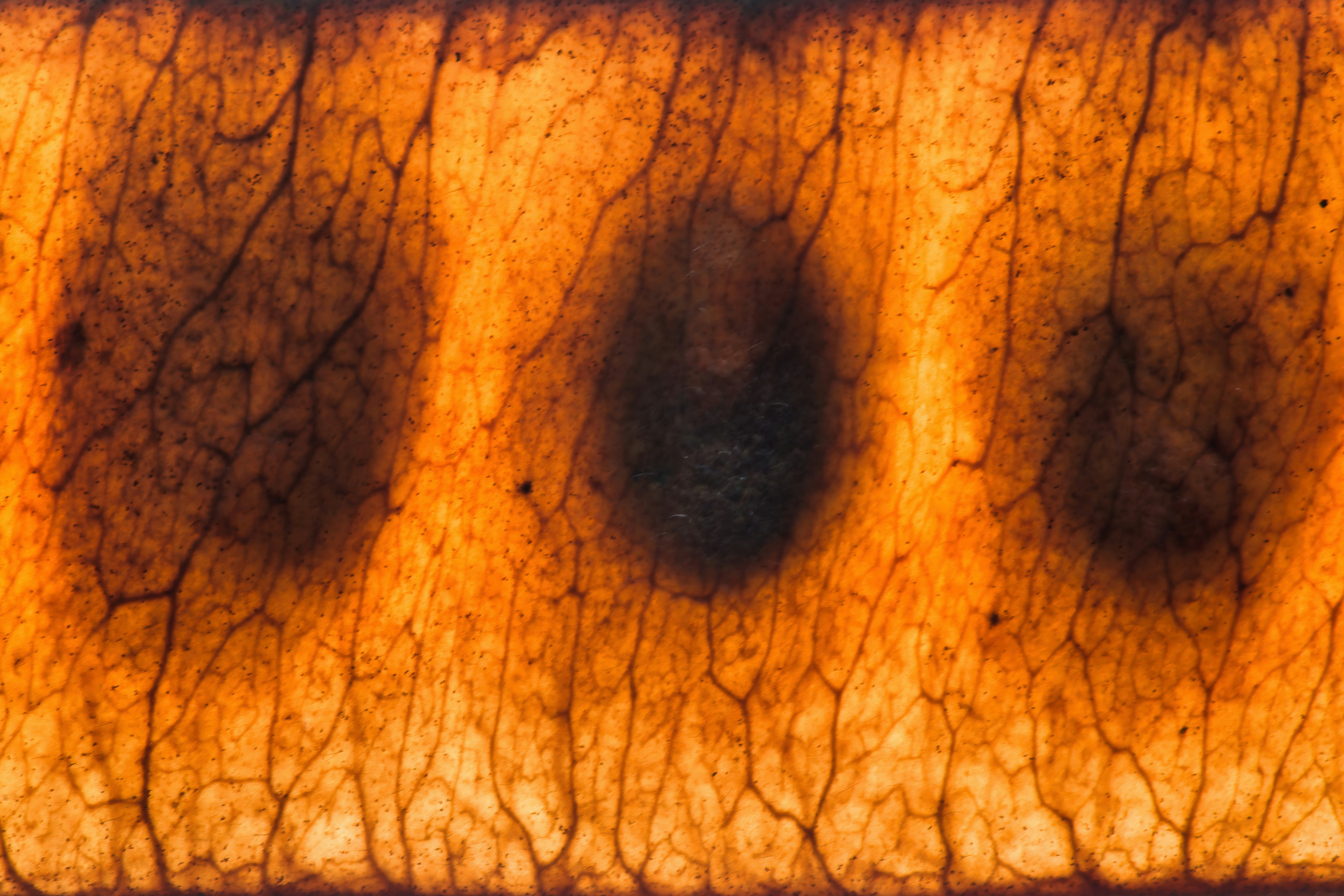 Macro photograph of a warm-orange leaf, revealing its intricate vein network and textured surface. Three dark oval spots punctuate the frame, drawing subtle focal points.