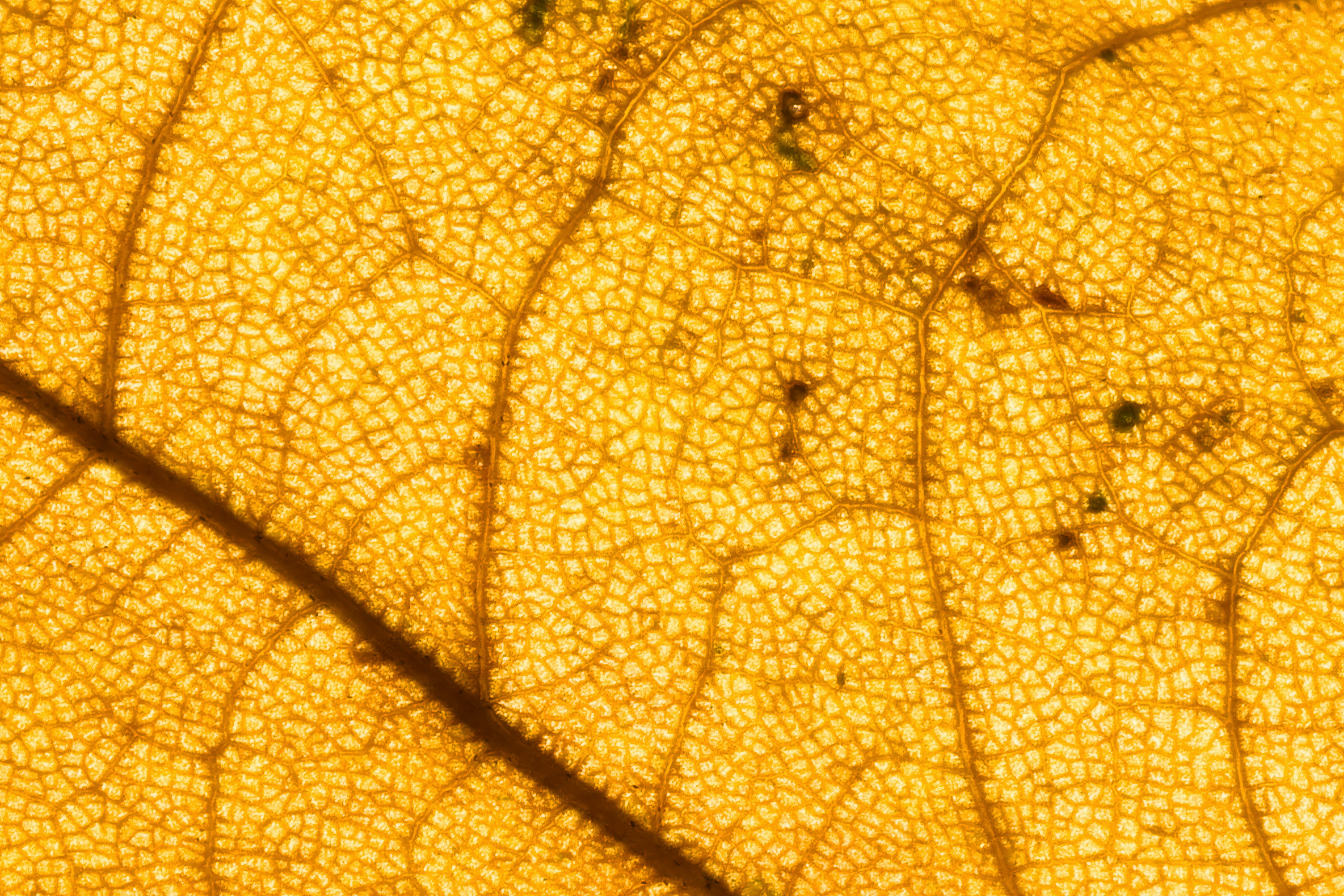 Close-up photograph of a leaf's intricate vein network in warm amber tones.