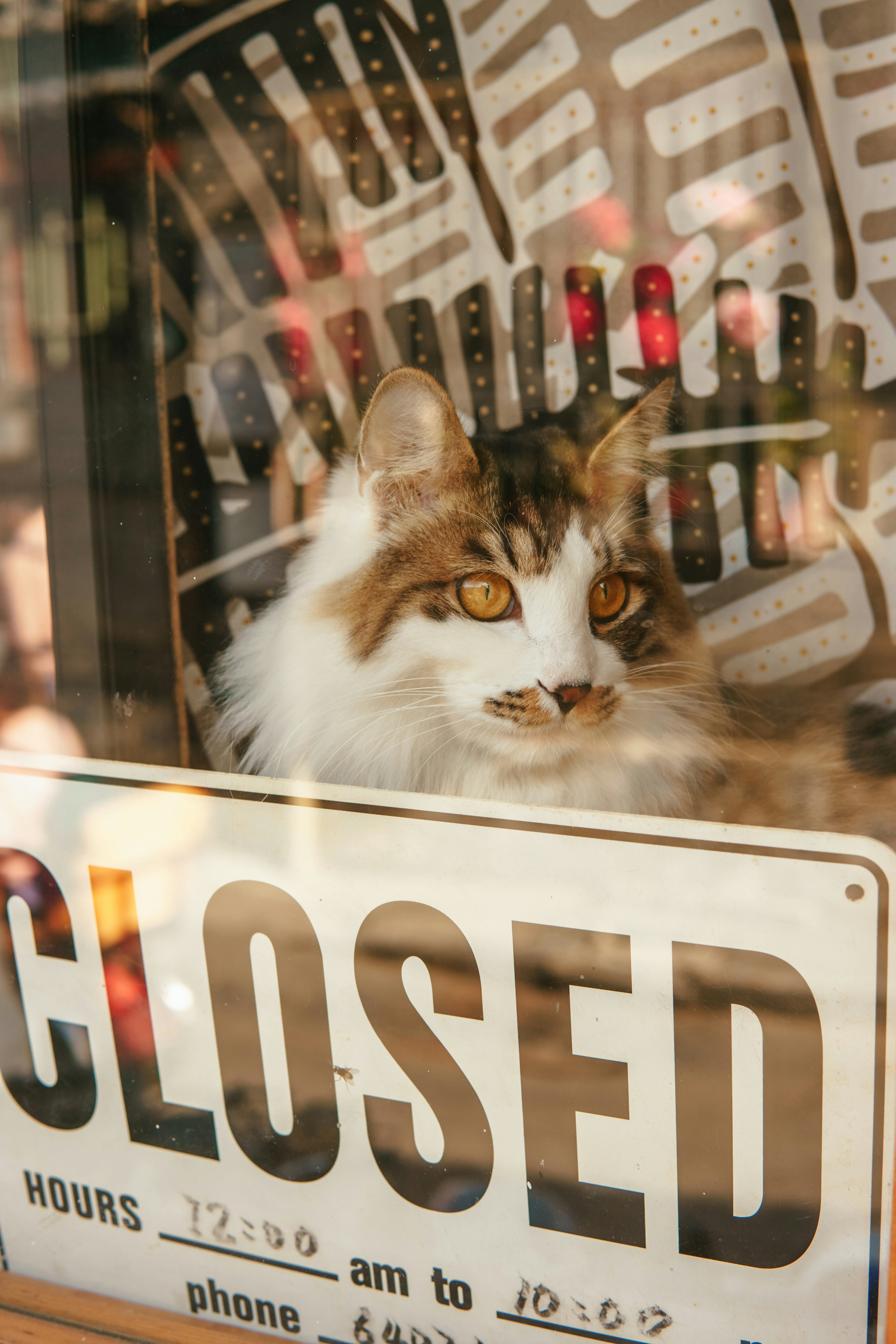 A close up of a cat behind a closed sign photo – Free Beijing Image on ...