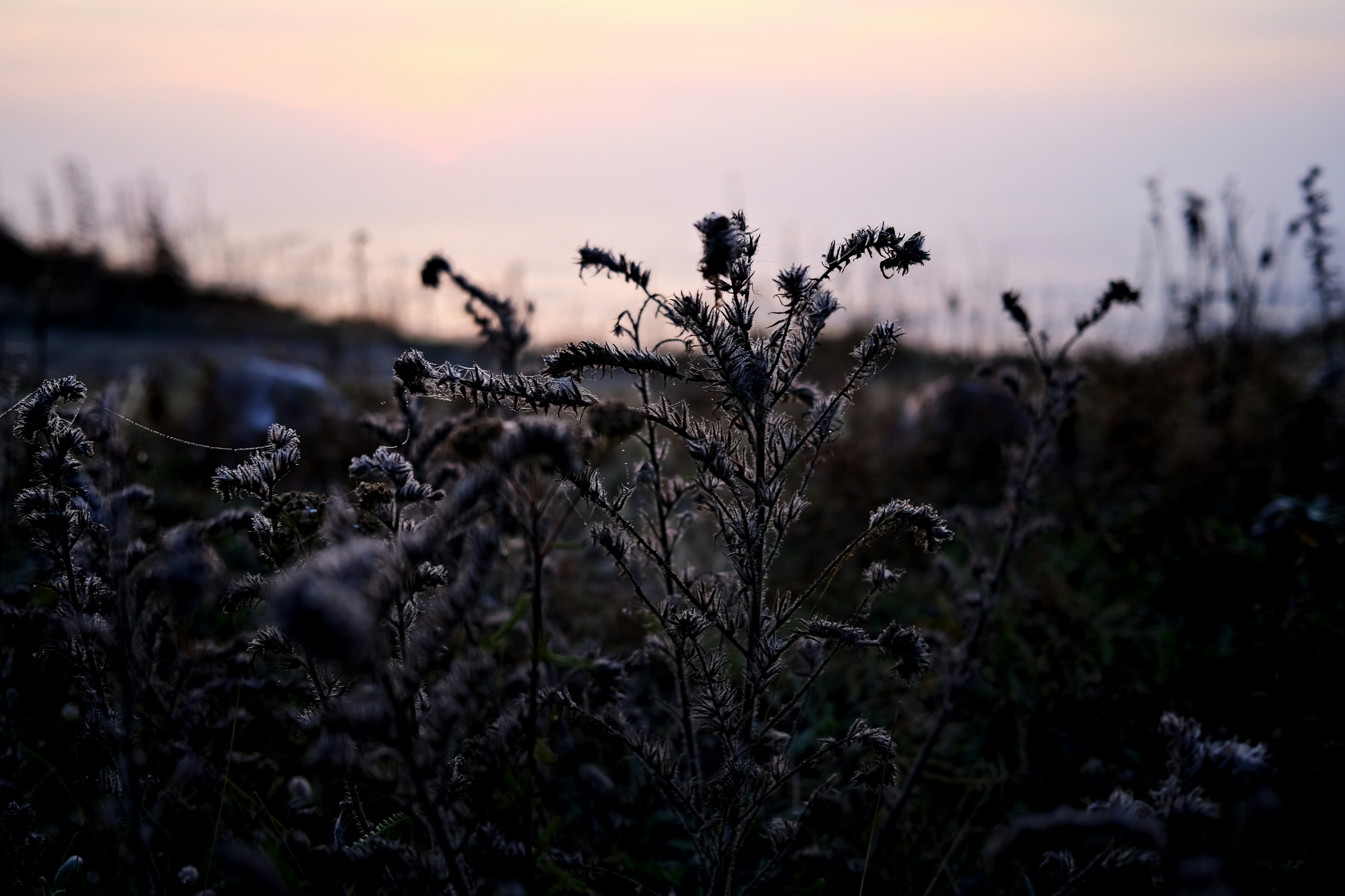 View over the Baltic Sea an early autumn morning at sunrise with a plant I the foreground