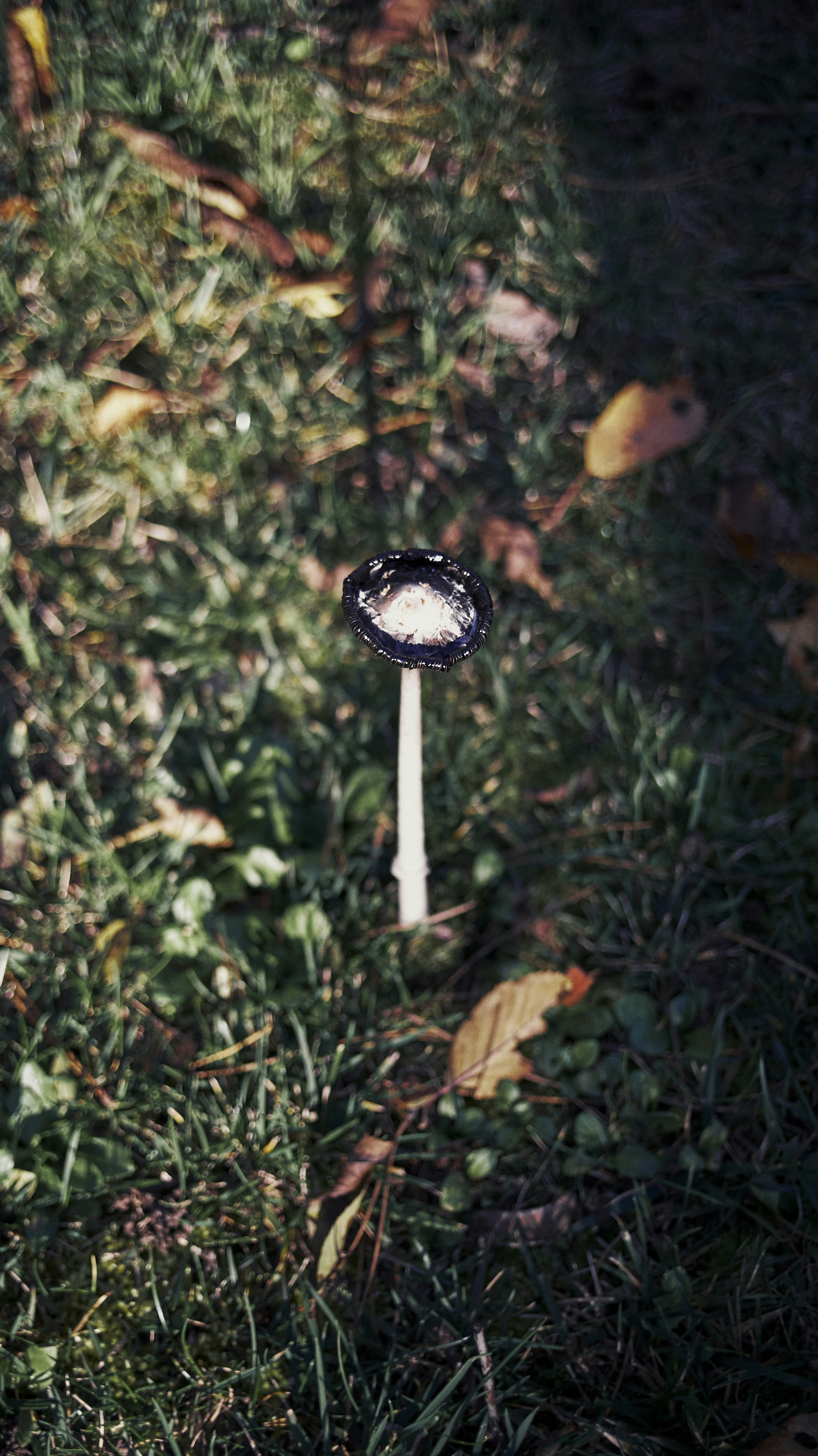 Lone Stem, Mushy Tip: A Tiny Lighted Placeholder in the Grass