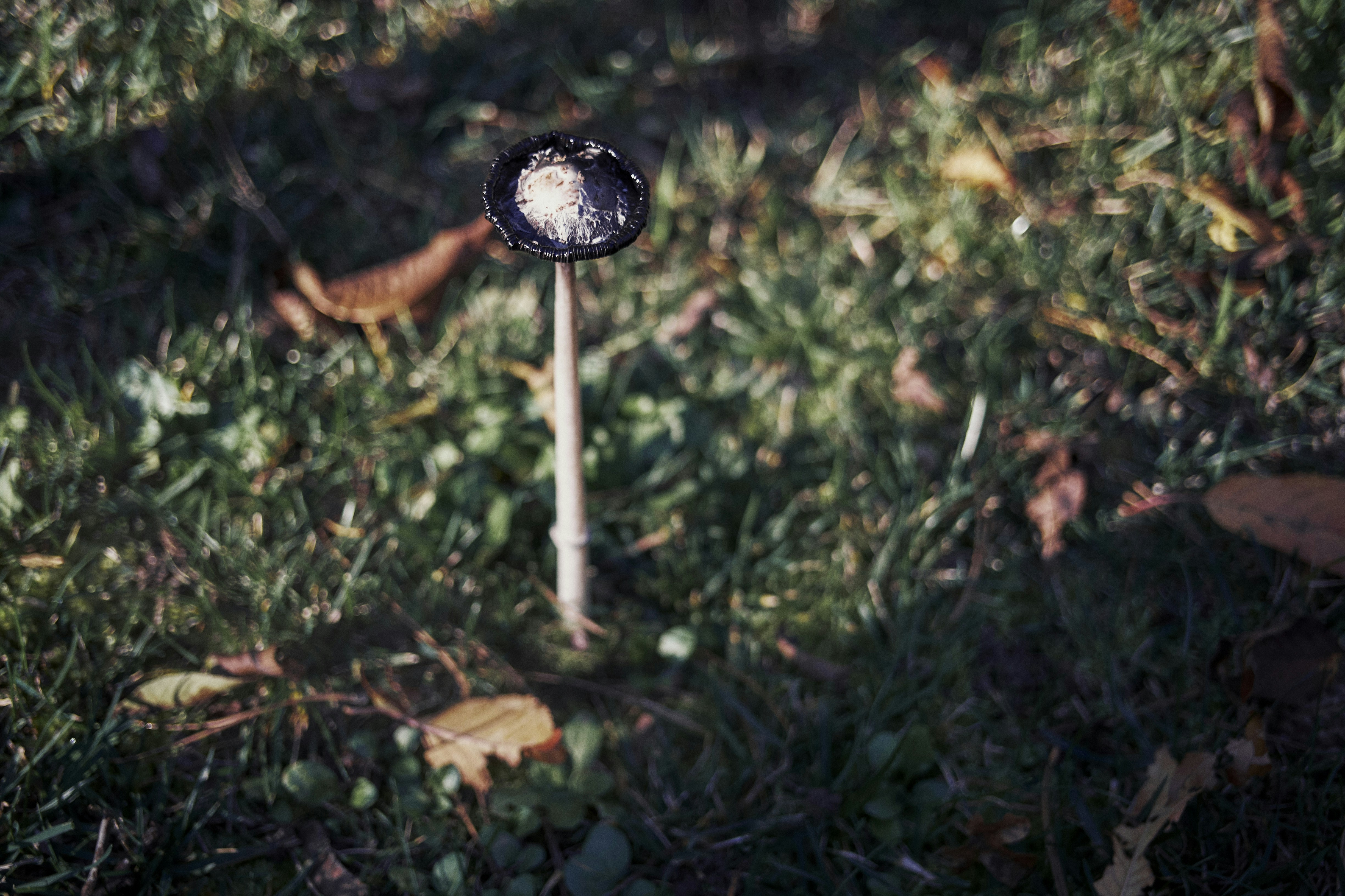 Solitary Round-Top Marker Emerges from a Quiet Patch of Grass