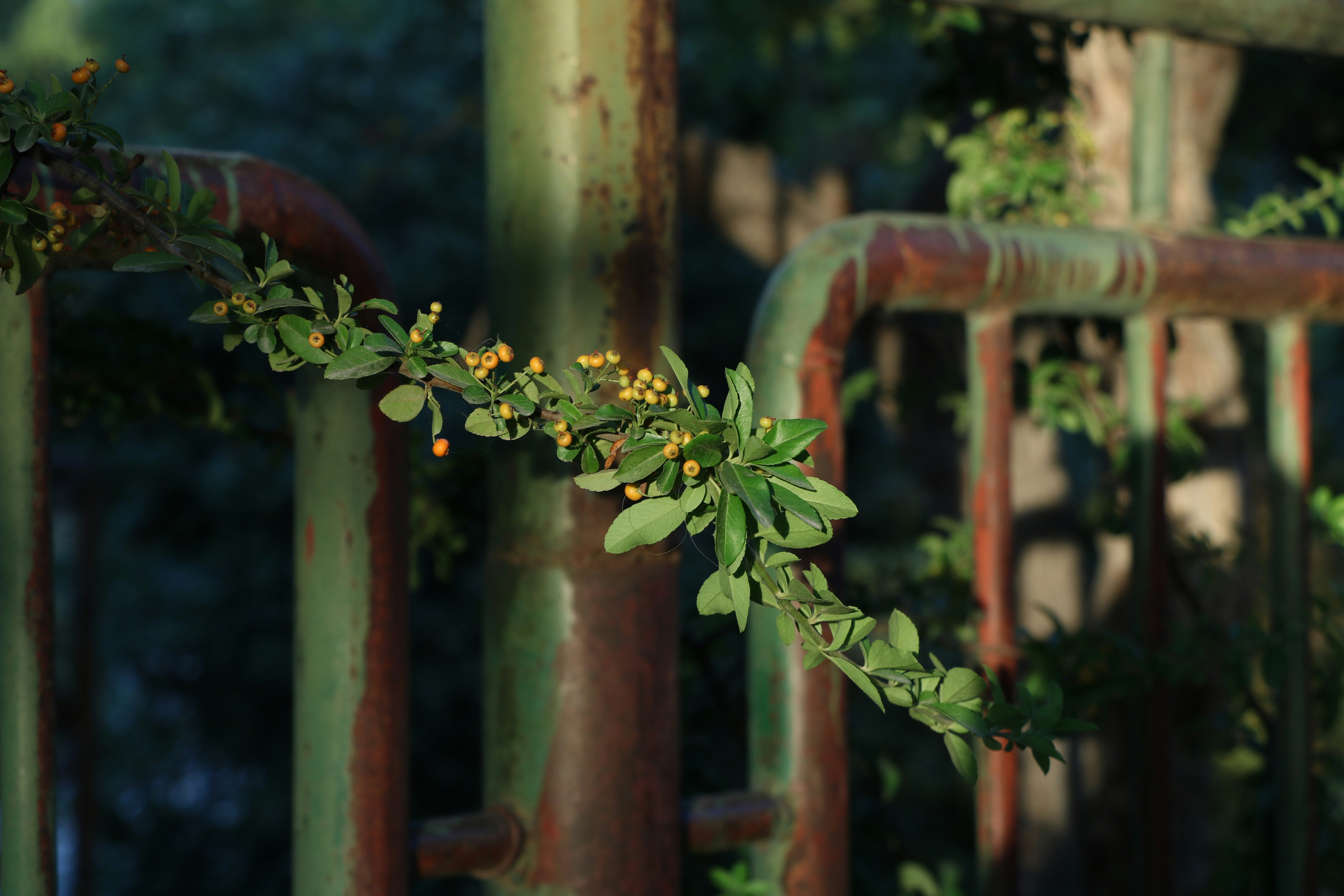 Tender Sprouts Weave Through Time-Worn Iron