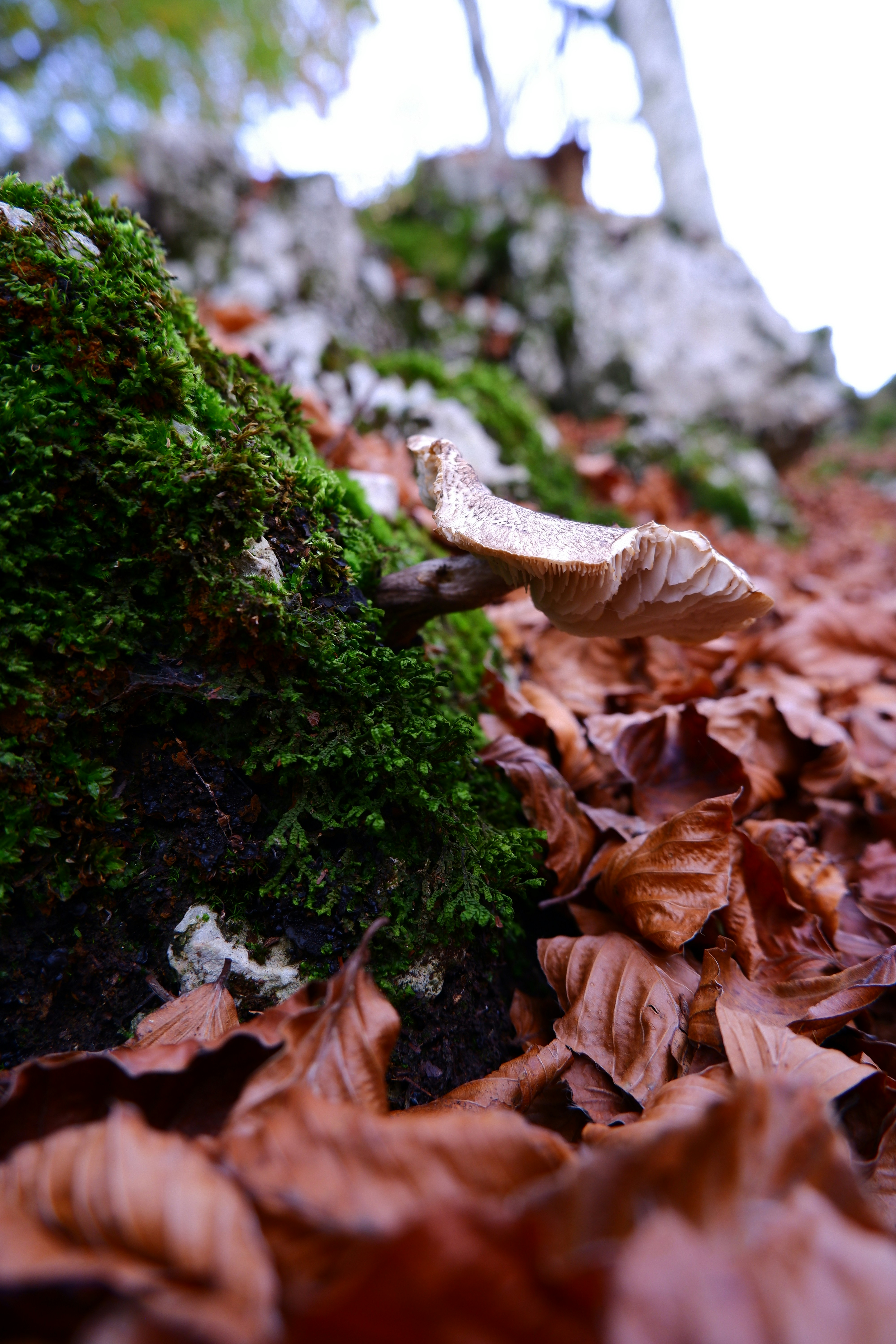 Lone Mushroom Cresting a Mossy Rock in Autumn Light