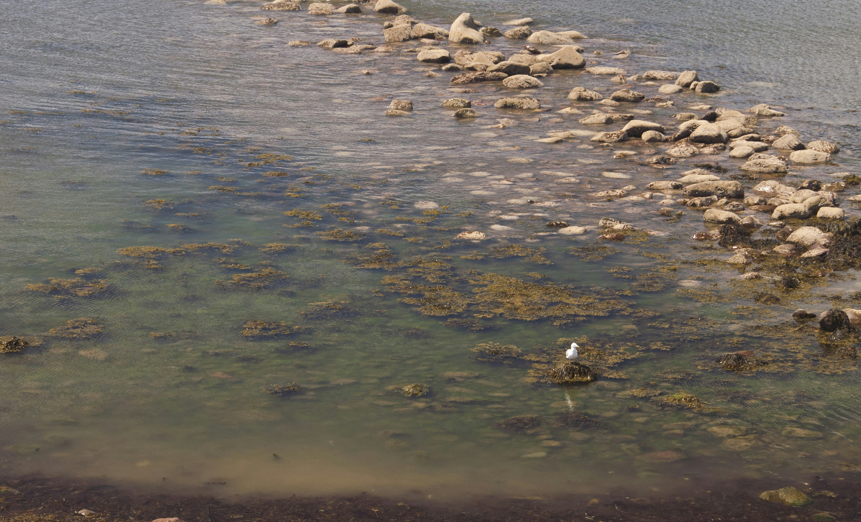A quiet coastal scene shows a lone gull perched on a rock amid shallow, translucent water and scattered stones. The composition emphasizes the weathered shoreline and the bird as the focal point.