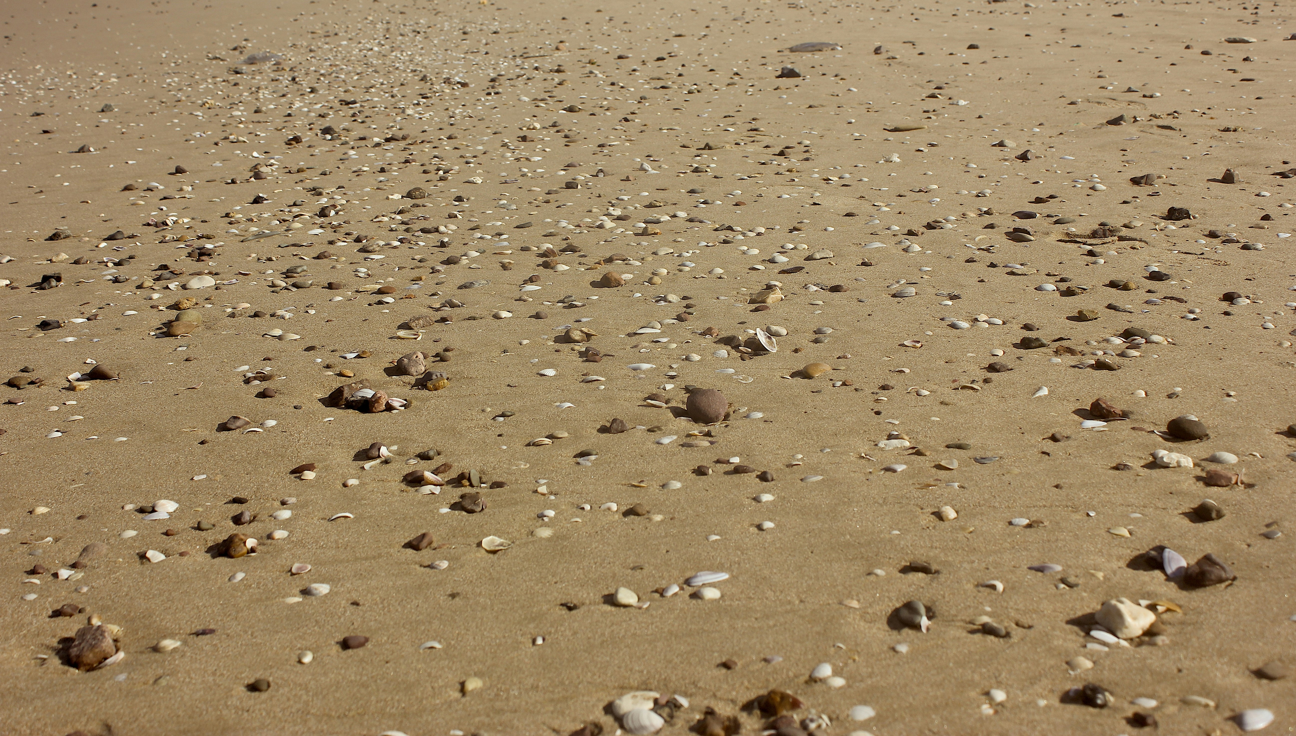 Una playa de arena cubierta de muchas rocas pequeñas foto – Imagen de ...
