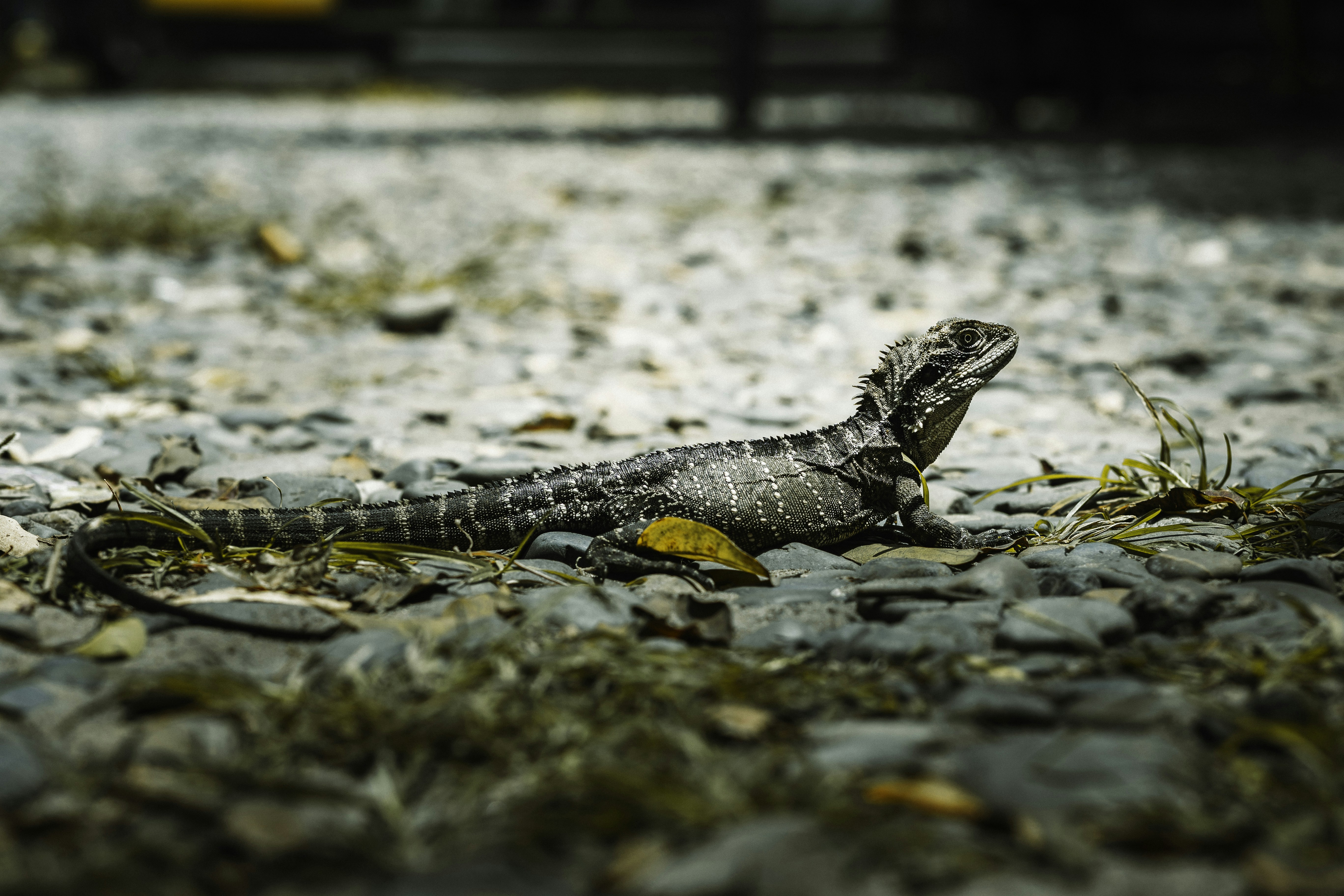Sunlit Patience: A Desert Lizard Guards the Pebble Path