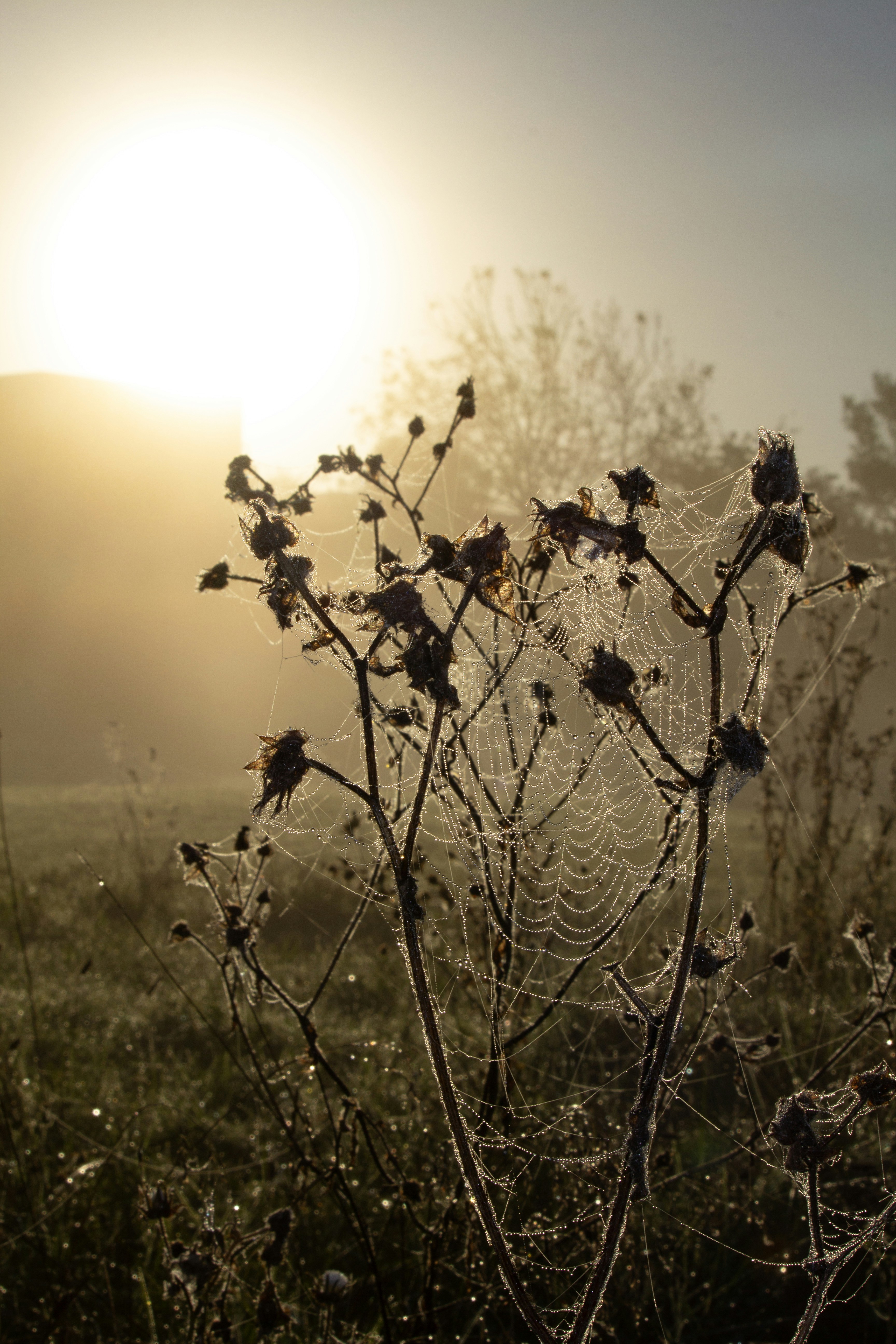 Dawn's Silk: Dew-Laden Spiderwebs Framing a Misty Field at Sunrise