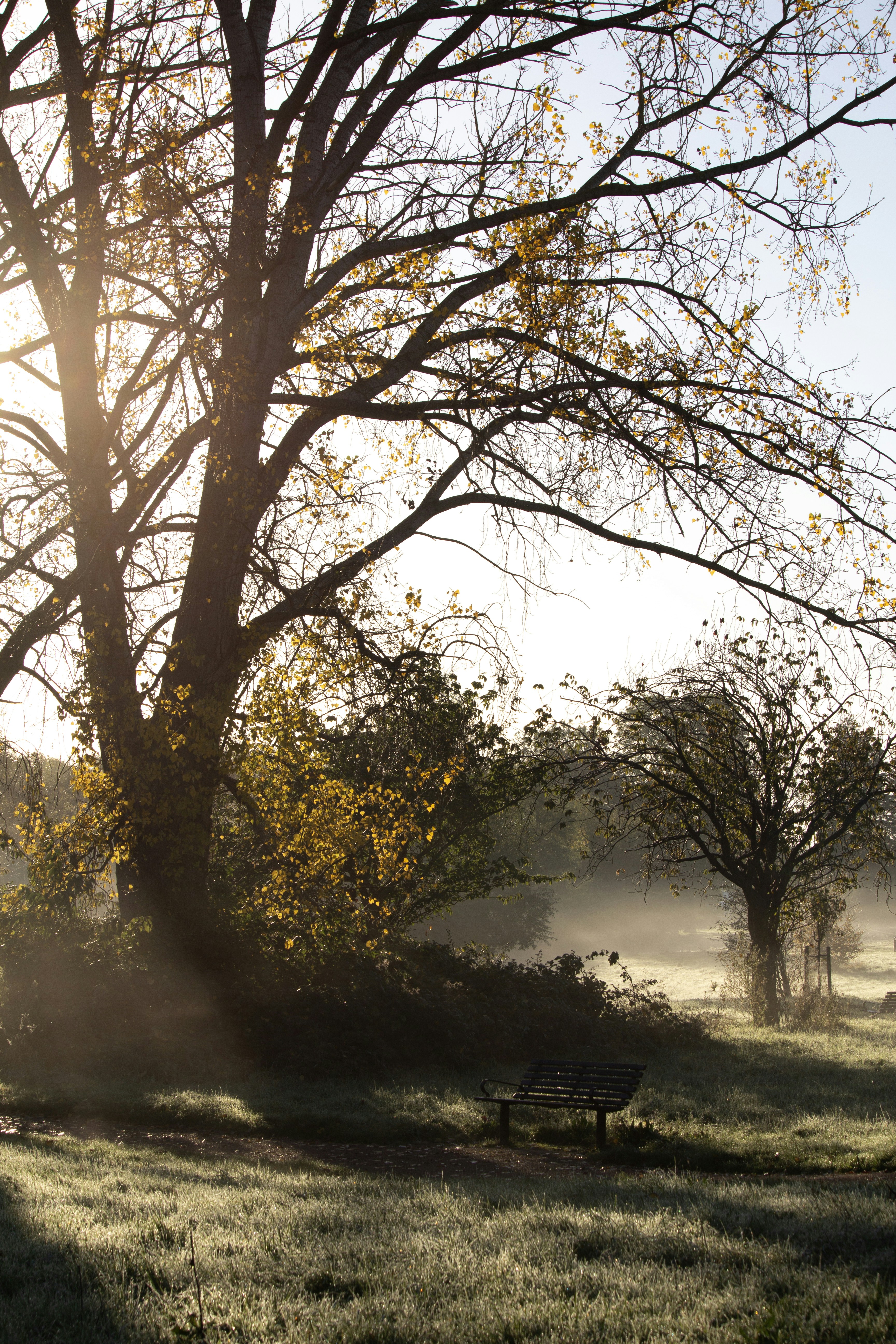 Dawn Veil Over a Quiet Park: Sunlit Branches and the Lone Bench