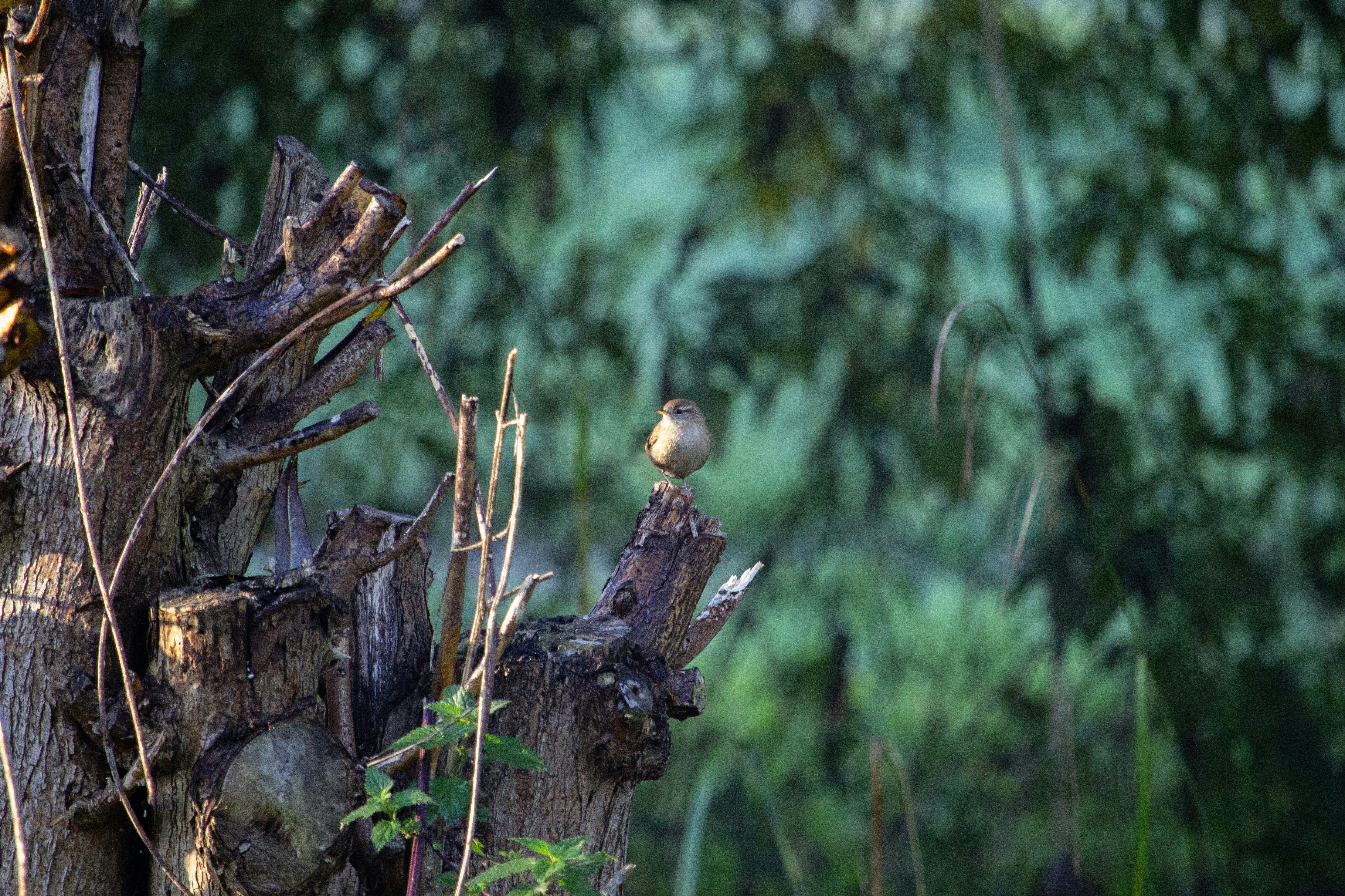 Photo by Kate Russell with Canon EOS 600D