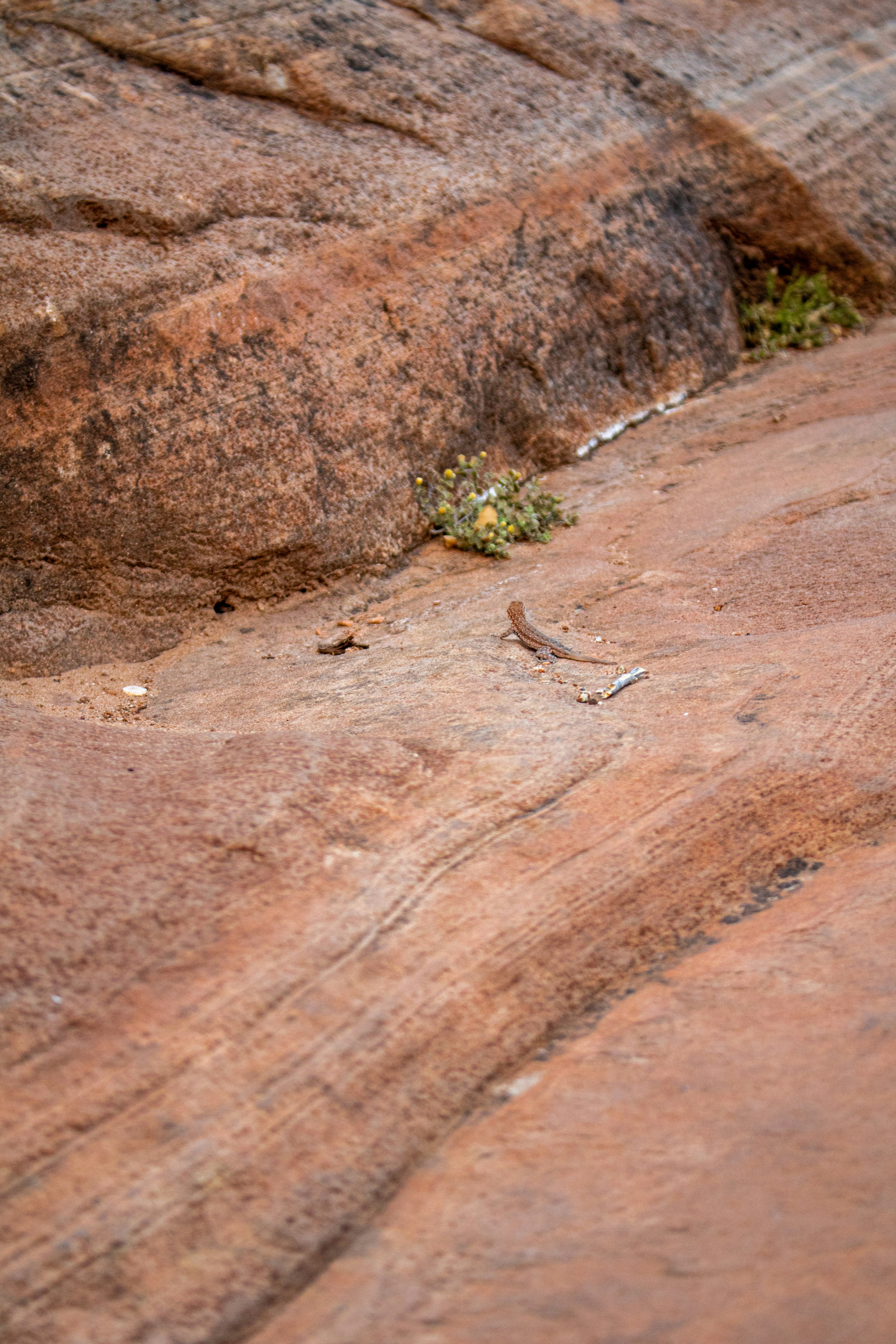 The plateau lizard is the smallest lizard of Zion,with distinctive patches of blue along its belly. This is Zion’s most common lizard, often seen along the trails in Zion Canyon. The plateau lizard has a wide range of food sources from moths and beetles to butterflies and wasps.