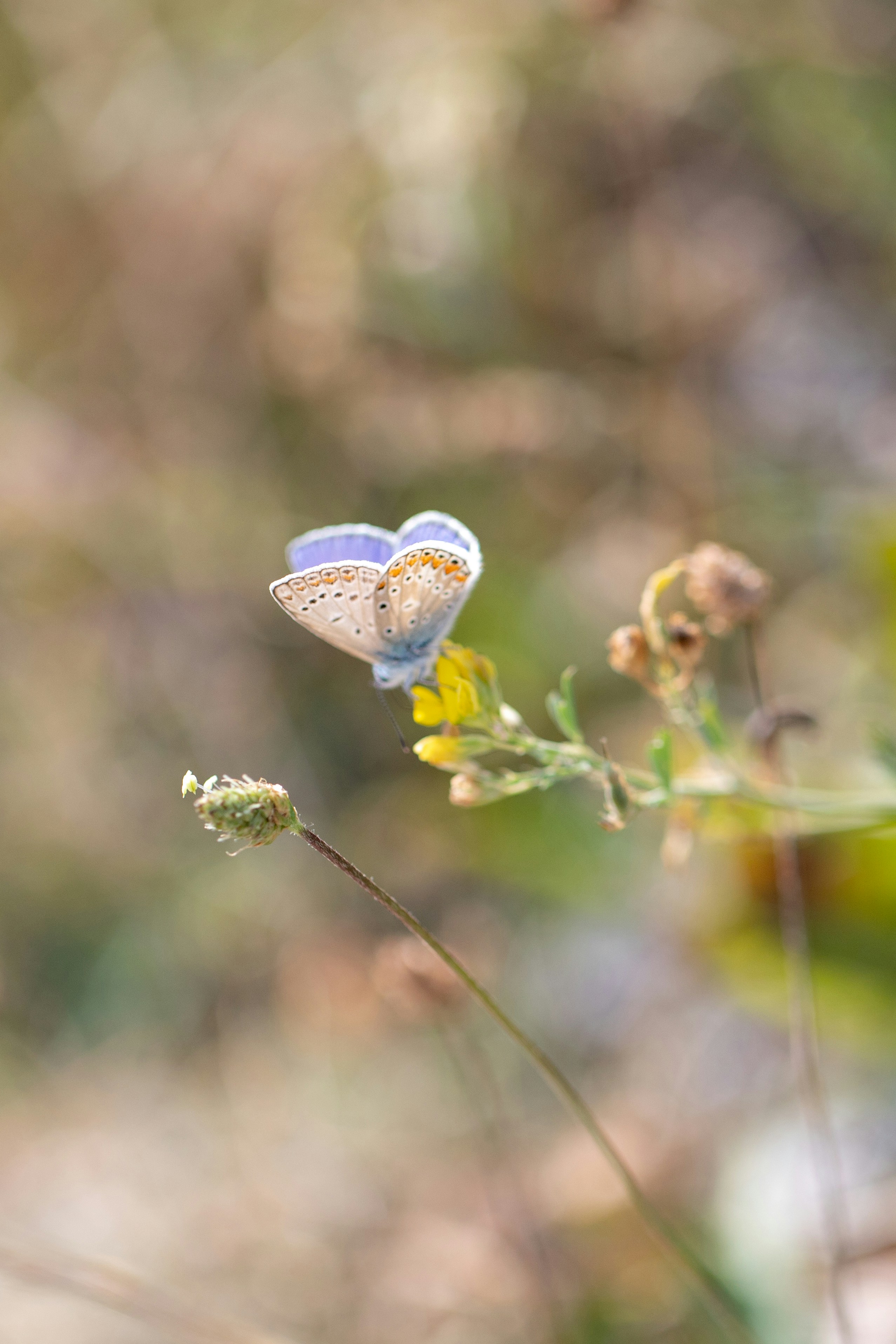 Azure-winged butterfly on a yellow bloom, framed by creamy meadow bokeh