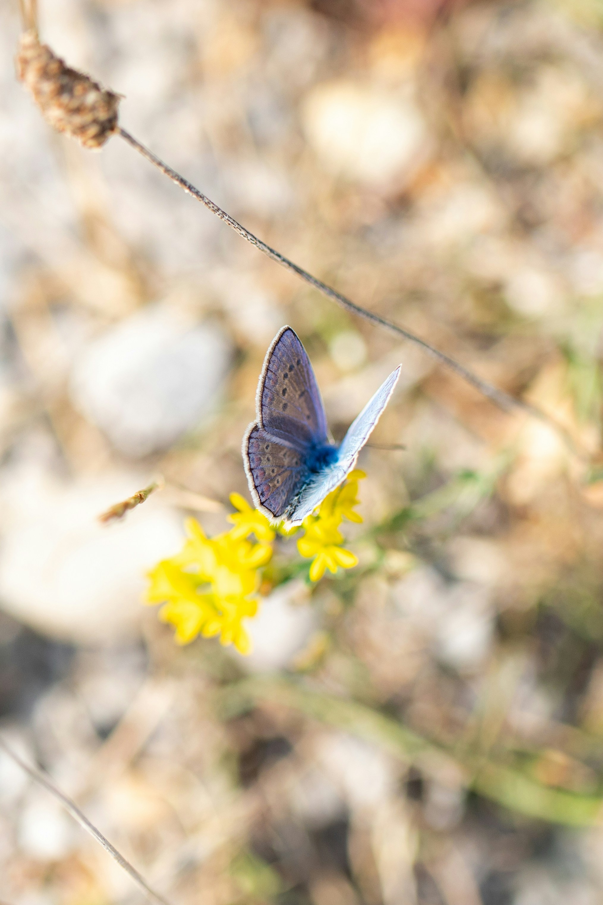Azure Skipper Among Sunlit Yellow Blooms