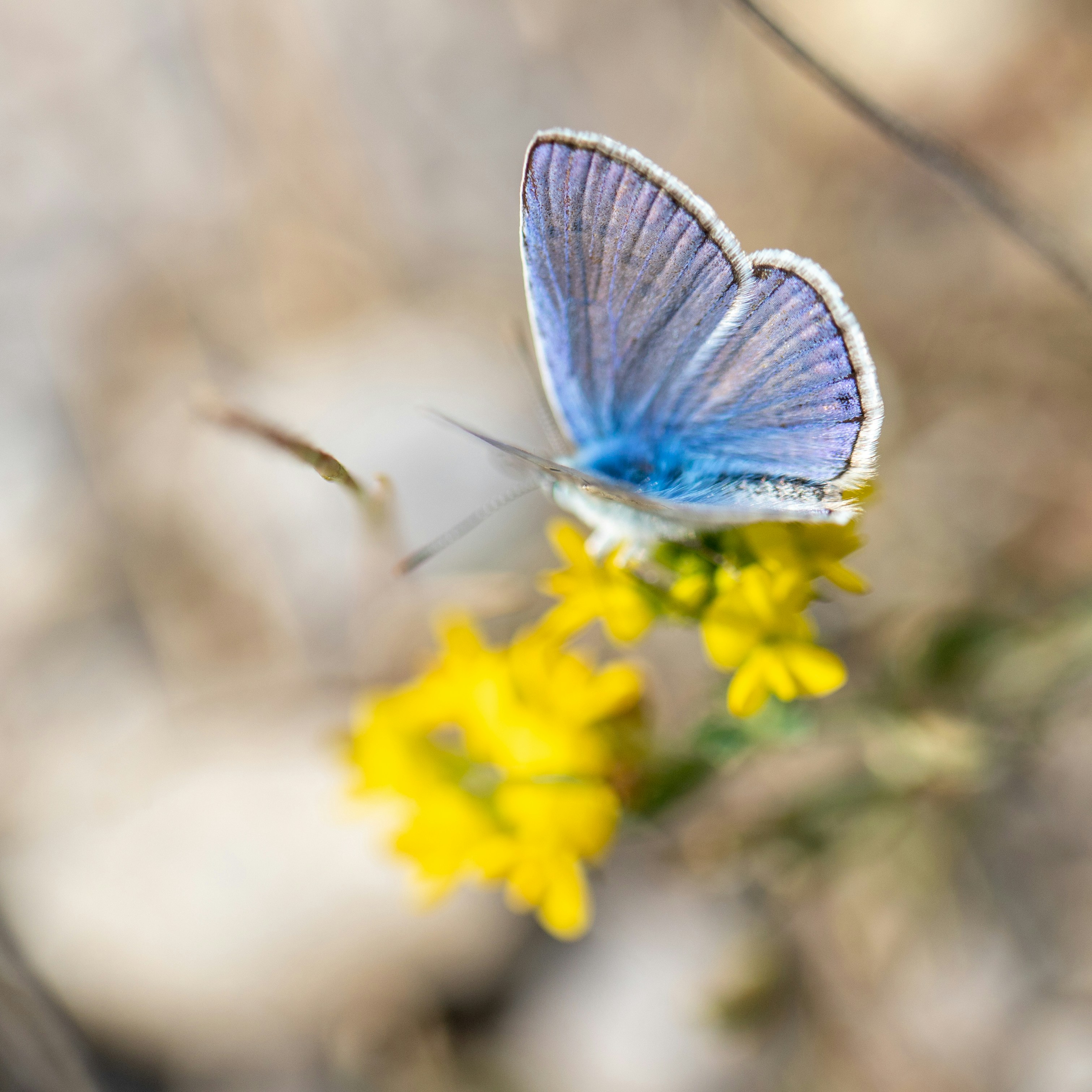 Azure-winged Butterfly on Sunlit Yellow Blooms: a Quiet Portrait of Spring