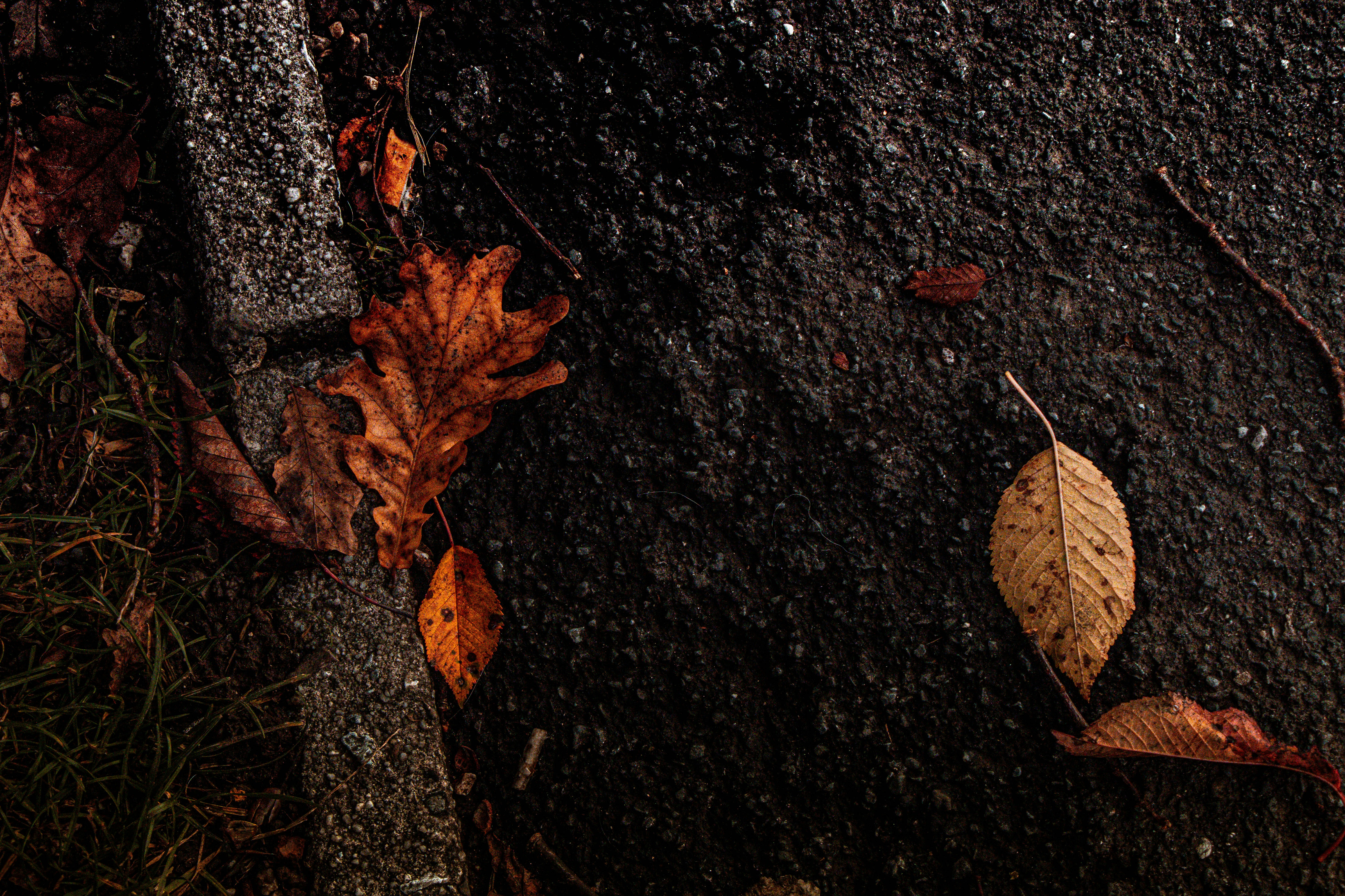 Autumn's Quiet Corner