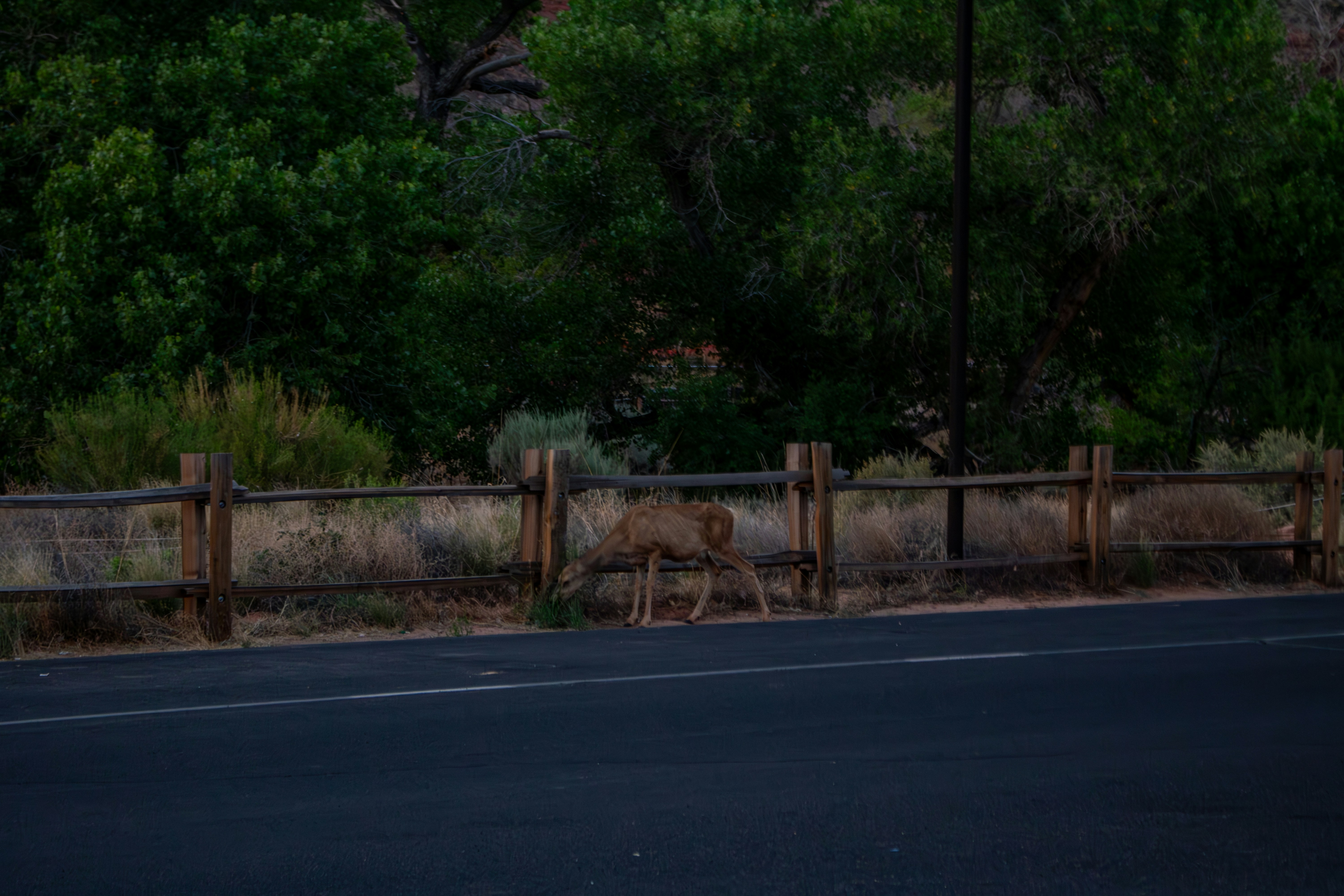 Dusk Rendezvous by the Guardrail: a deer pauses on a quiet road