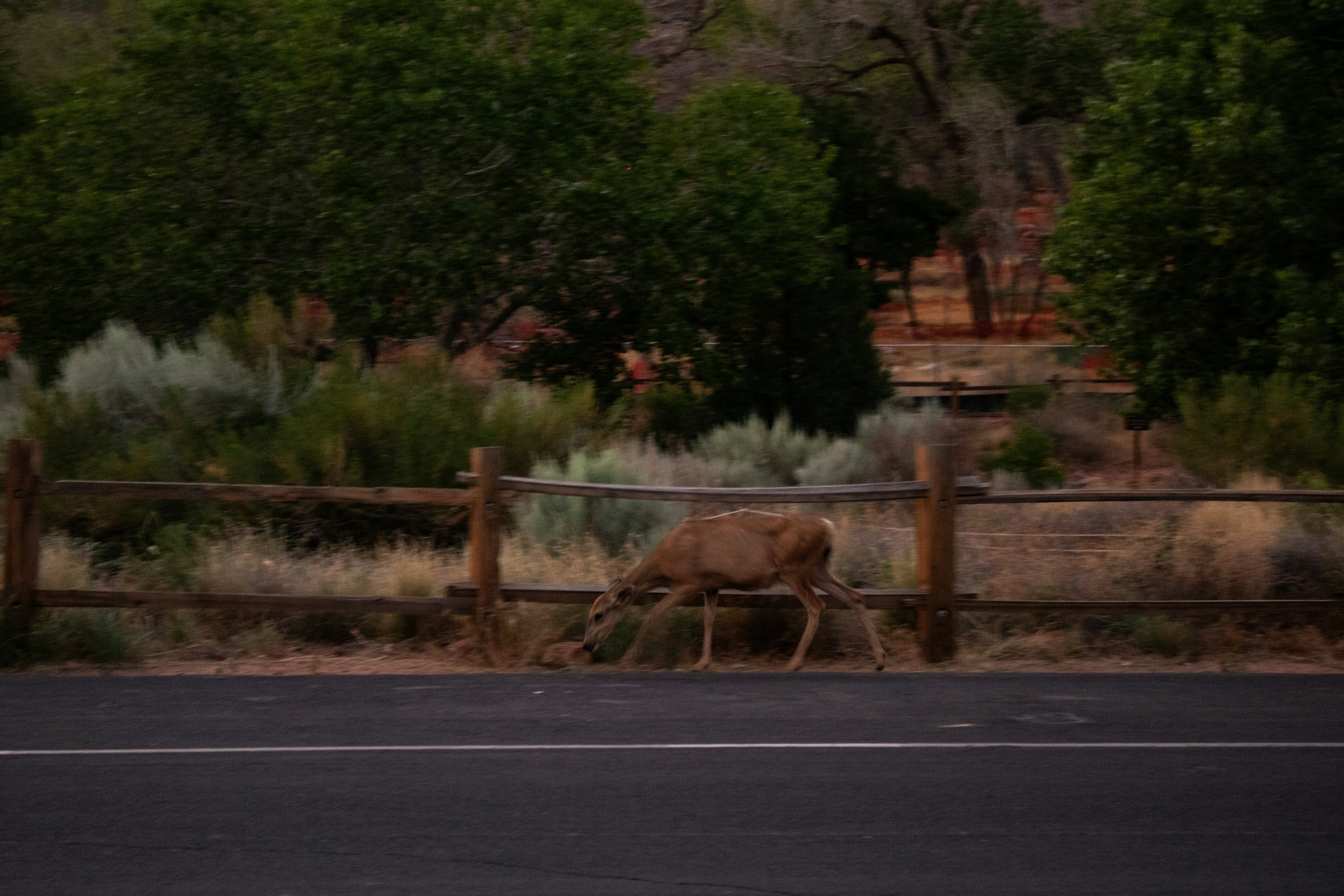 A starving malnourished deer eating grass near the visitor center at Zion National Park, Utah, USA.