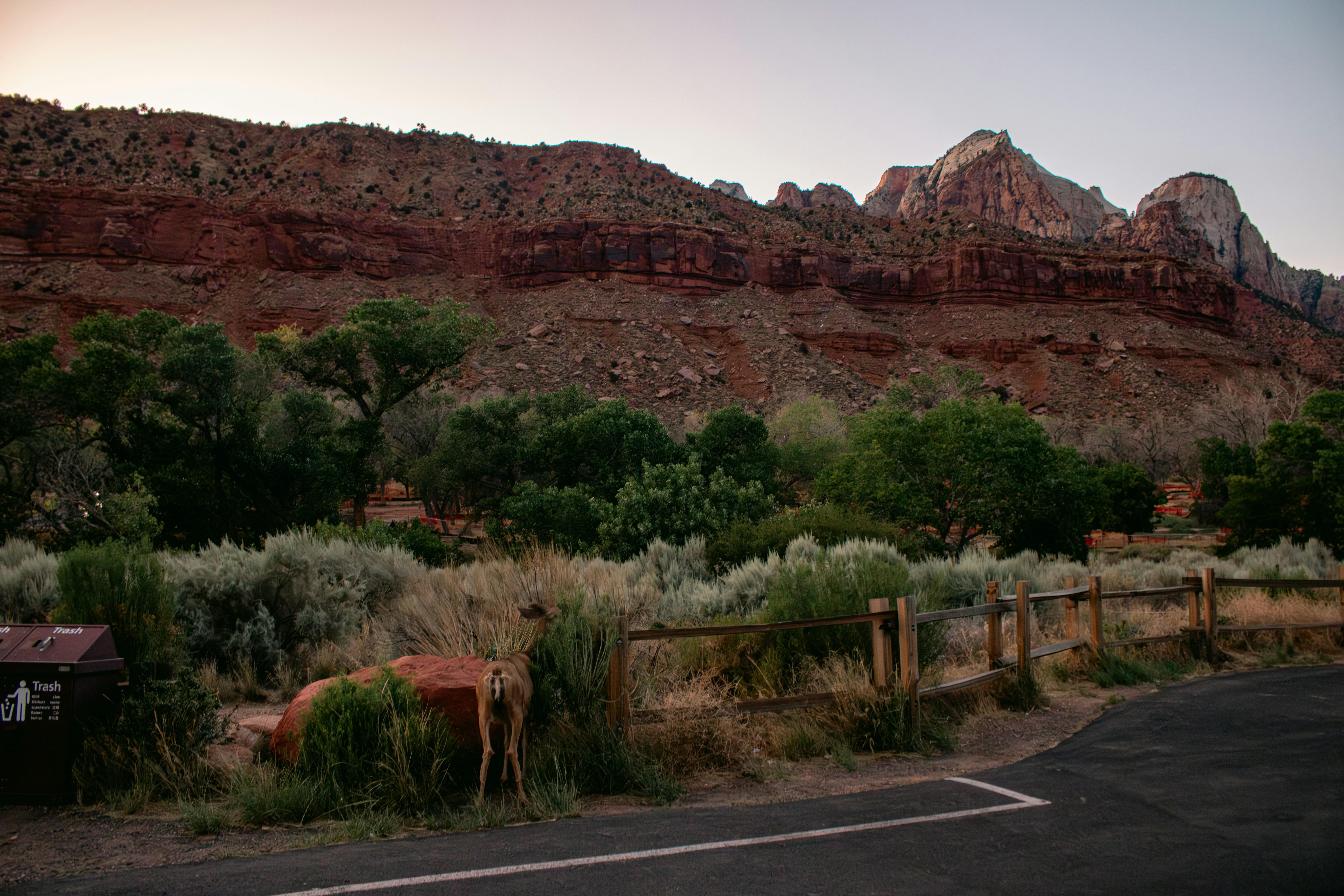 Grazing by Red Cliffs at Dusk
