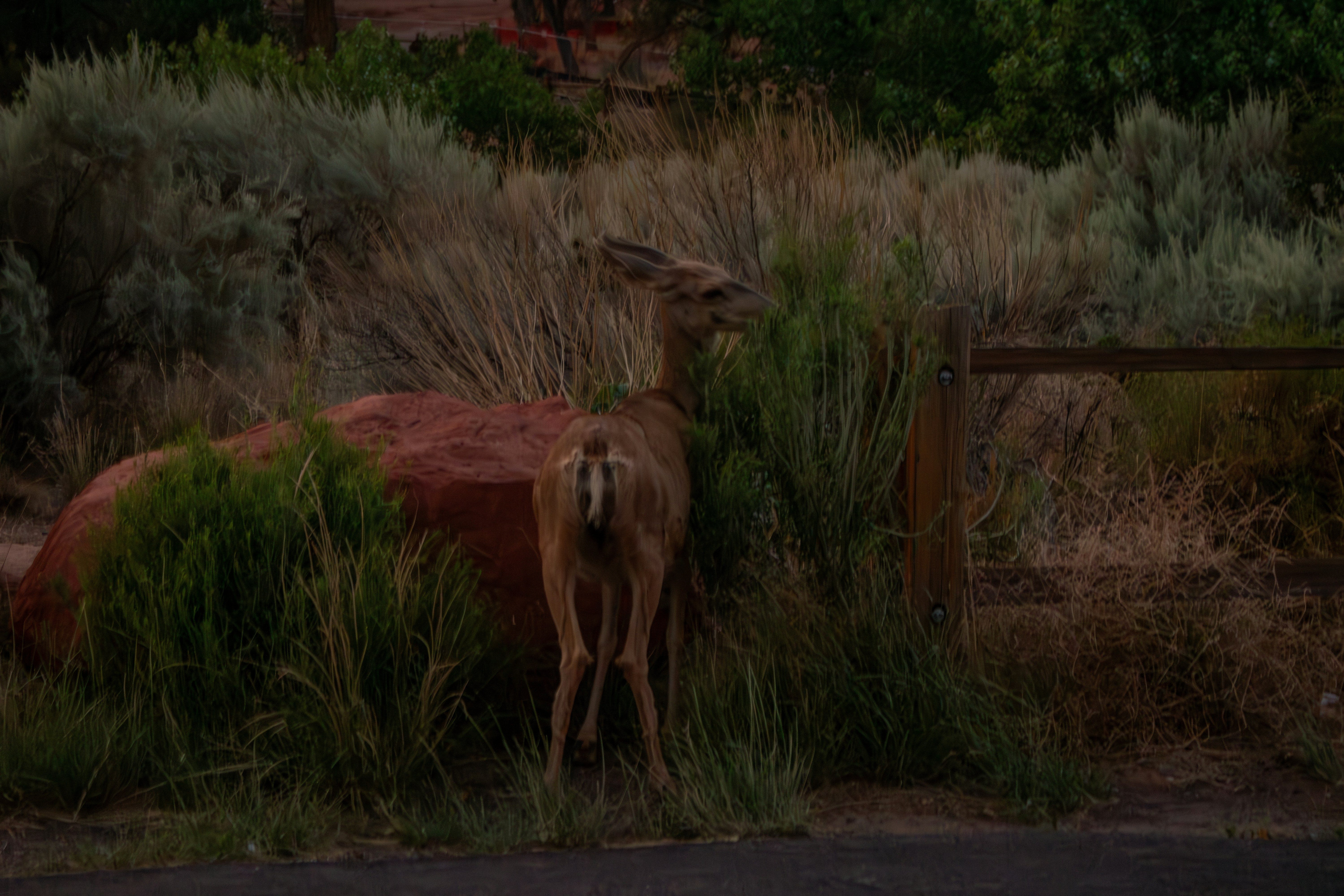 A starving malnourished deer eating grass near the visitor center at Zion National Park, Utah, USA clicked during the summer heat wave.