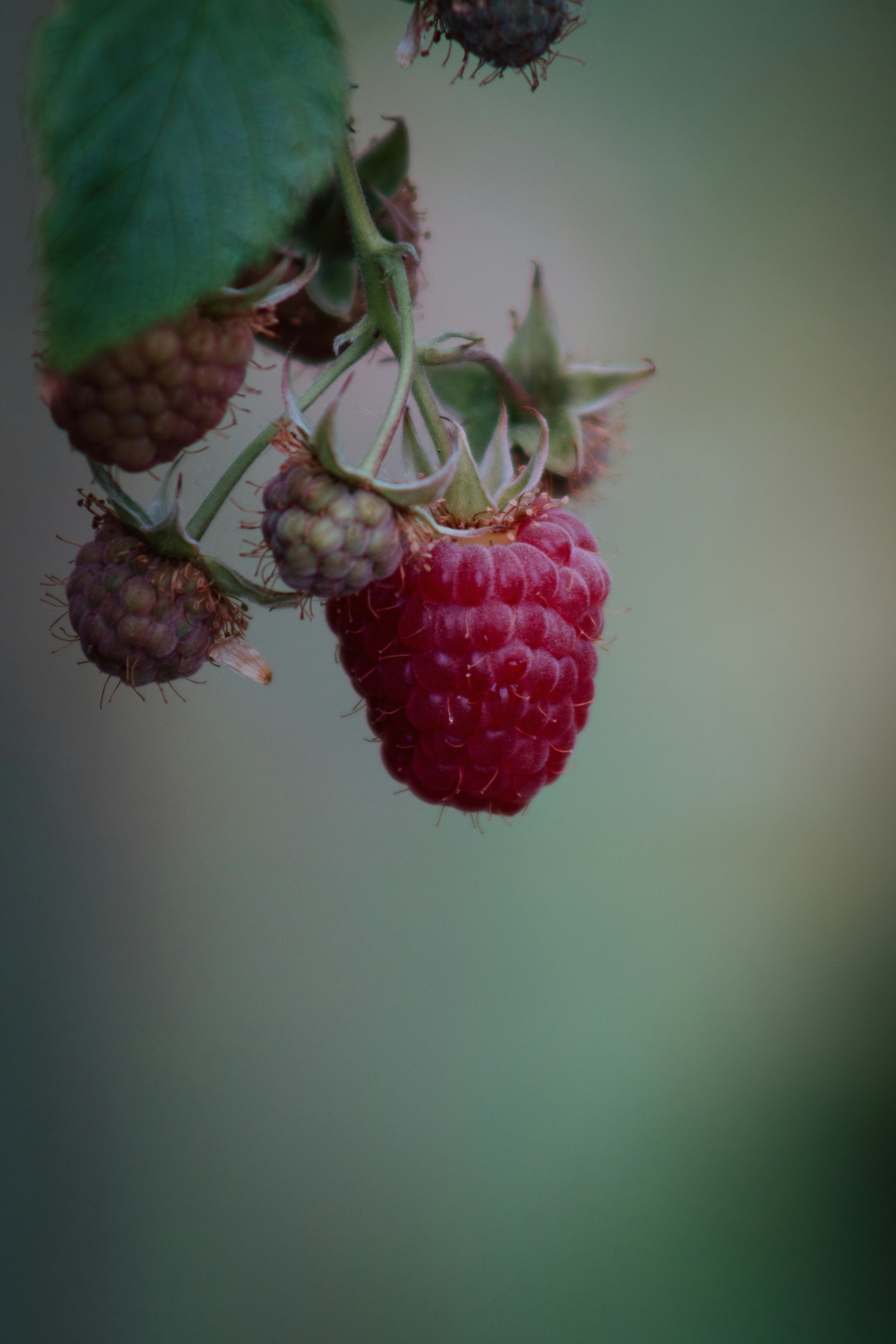 A bunch of raspberries hanging from a branch photo – Free Food Image on ...