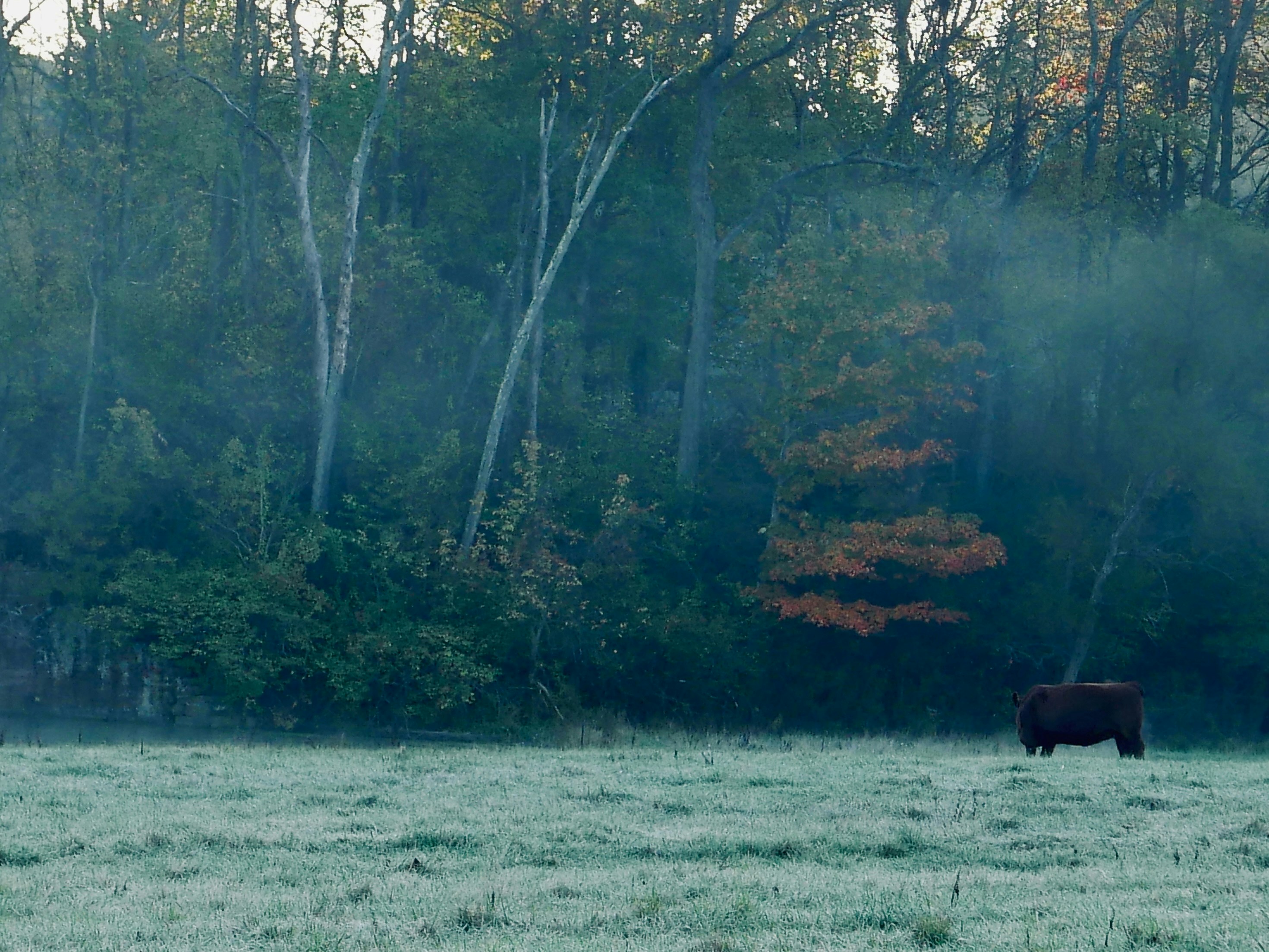 Solitary Bison on a Misty Meadow under Distant Trees