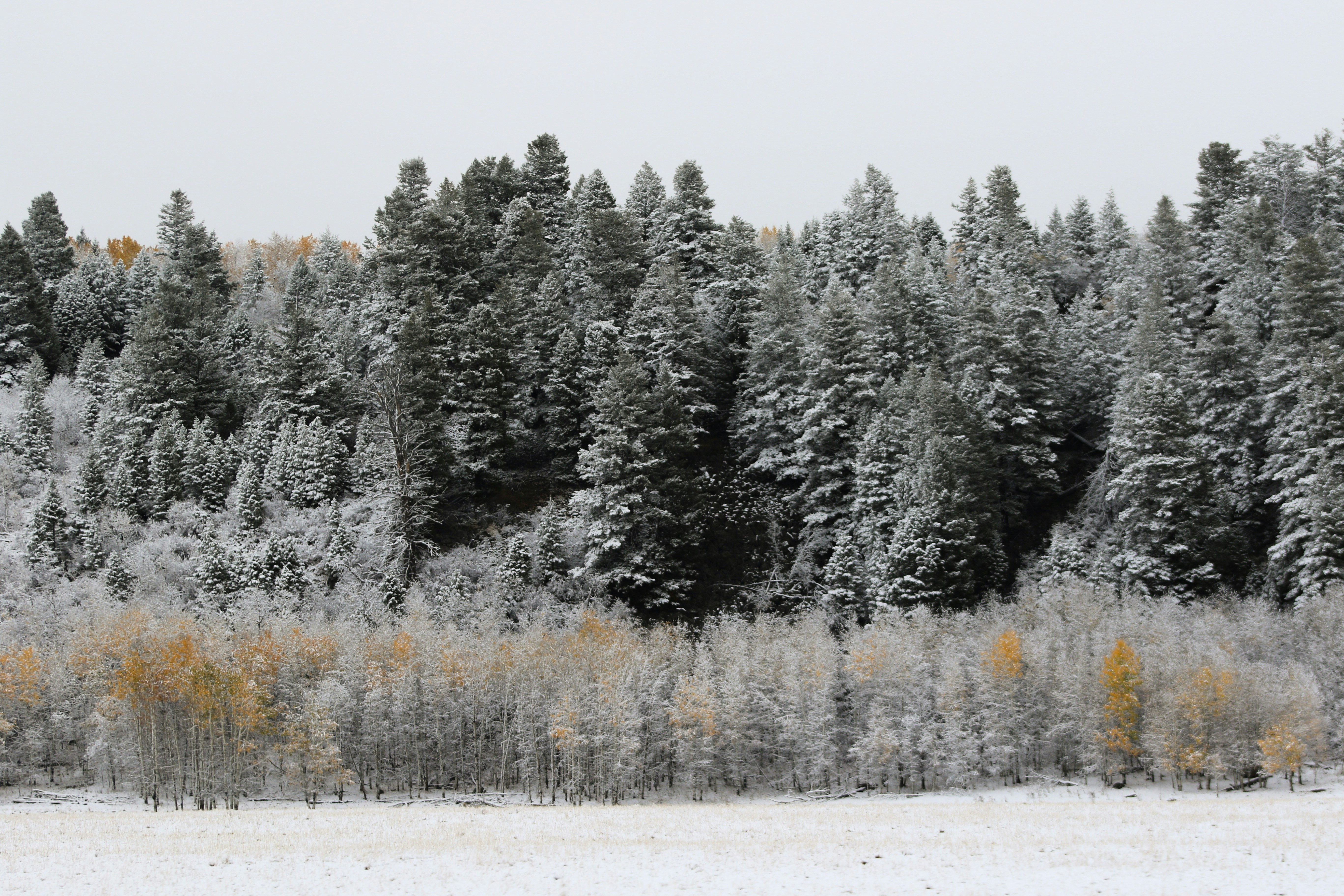 Snowbound Pines: A Quiet Edge Between Winter and Autumn
