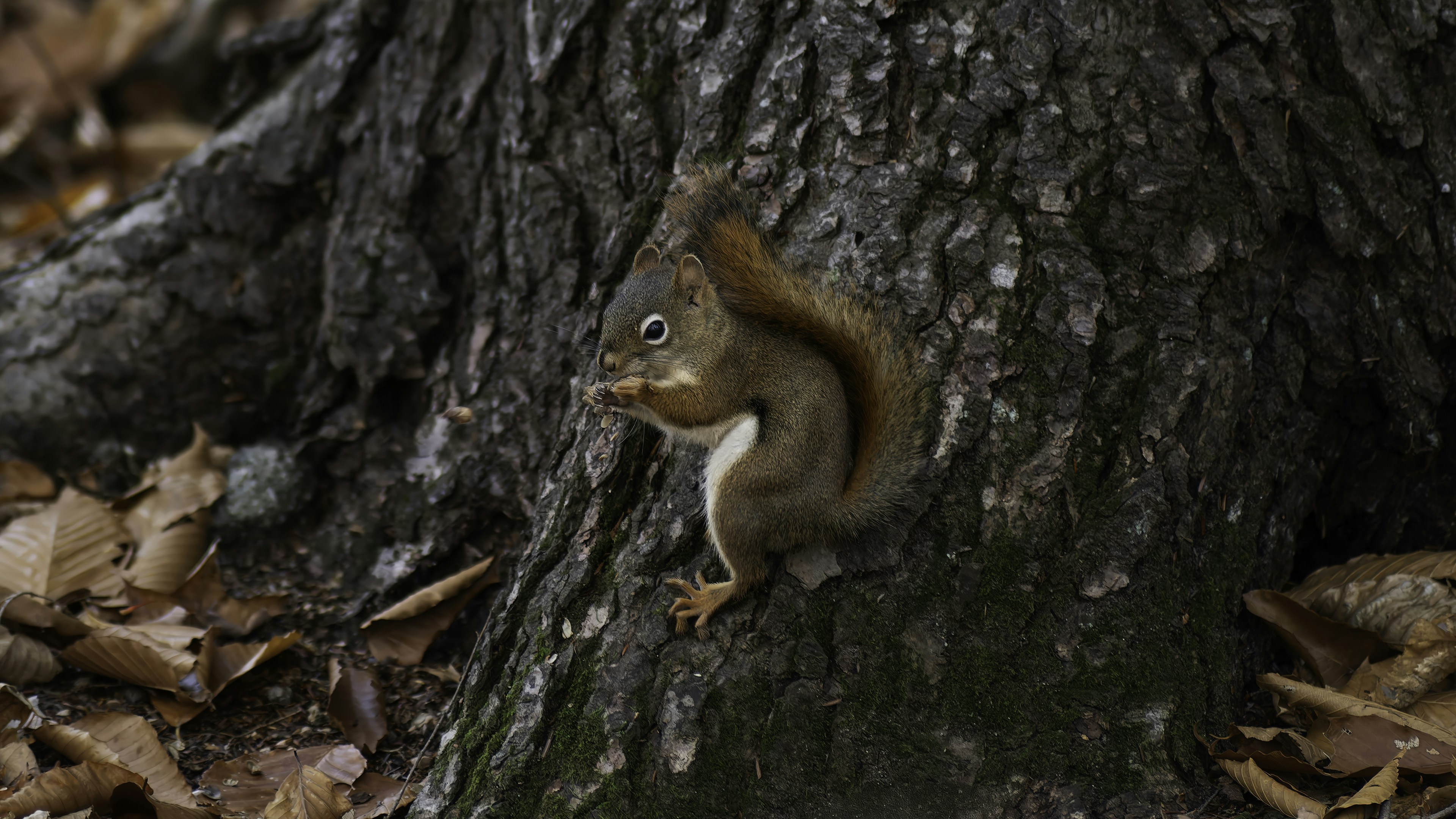 In the heart of a New Hampshire mountainous forest, perched on a tree trunk, this red squirrel, with its expressive eyes and charmingly alert stance, pauses mid-snack for a photograph.