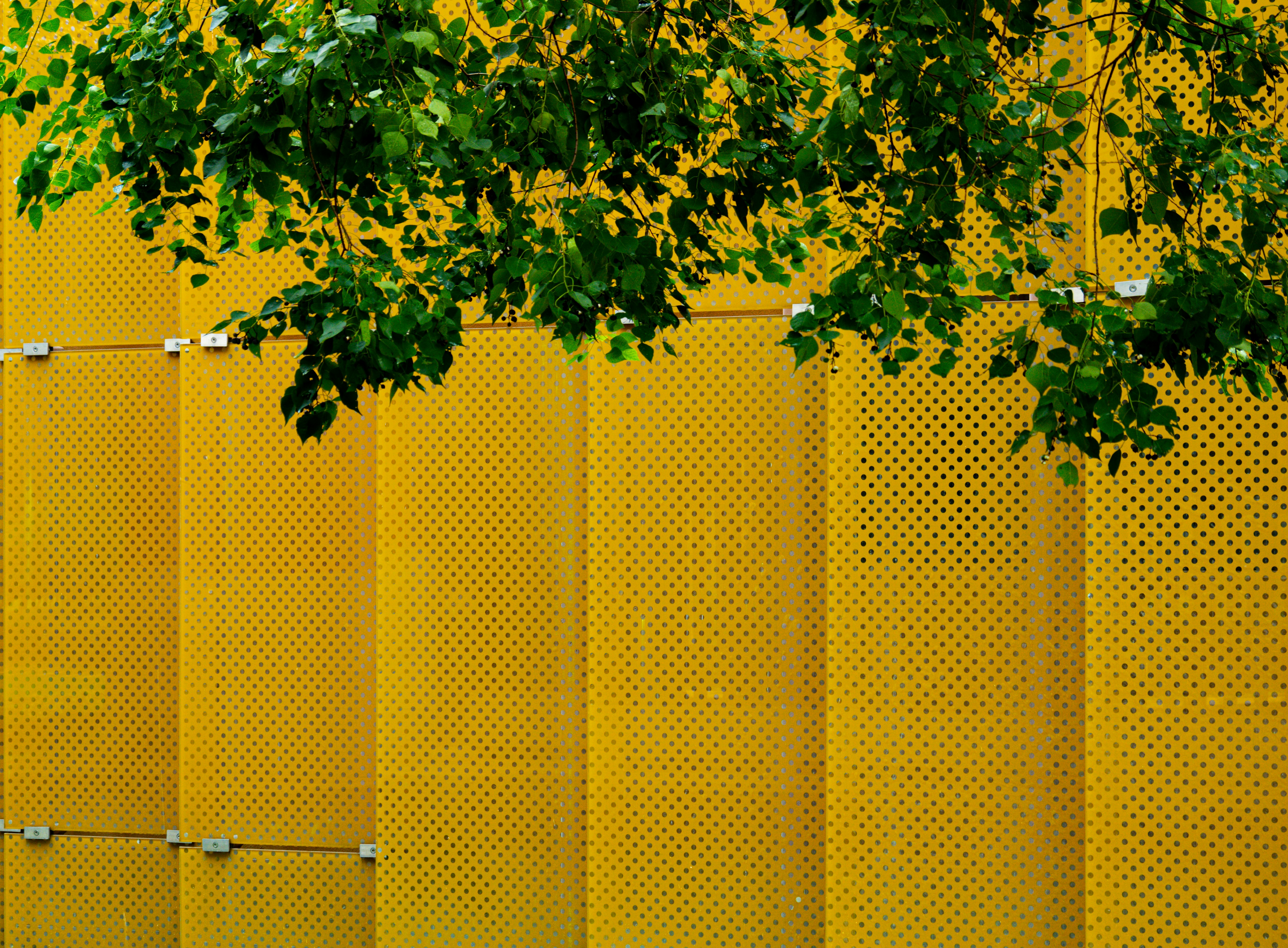 Yellow perforated metal façade with a green leafy canopy overhead.