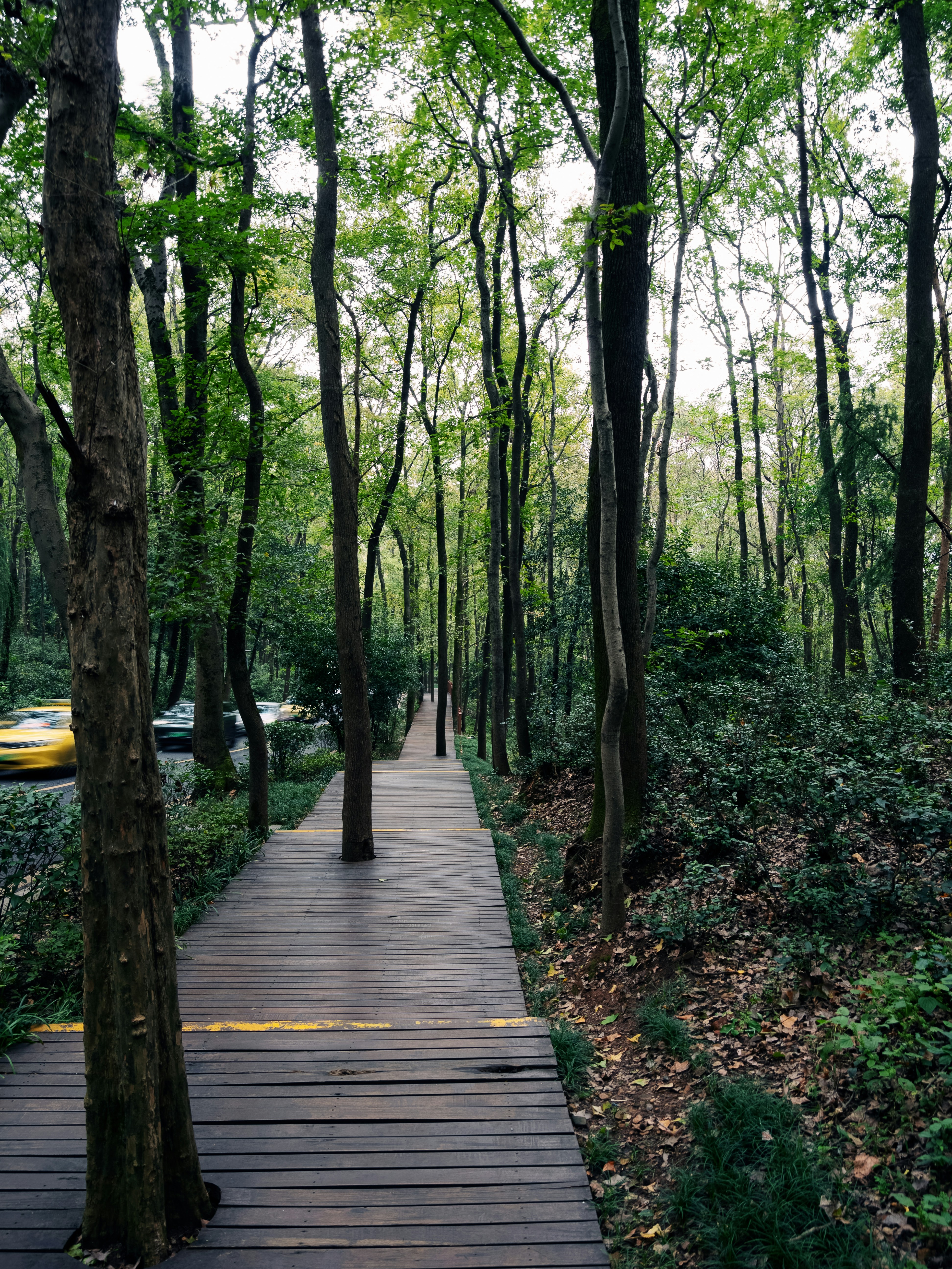 Vanishing Boardwalk: A Quiet Forest Path Beneath the Green Canopy